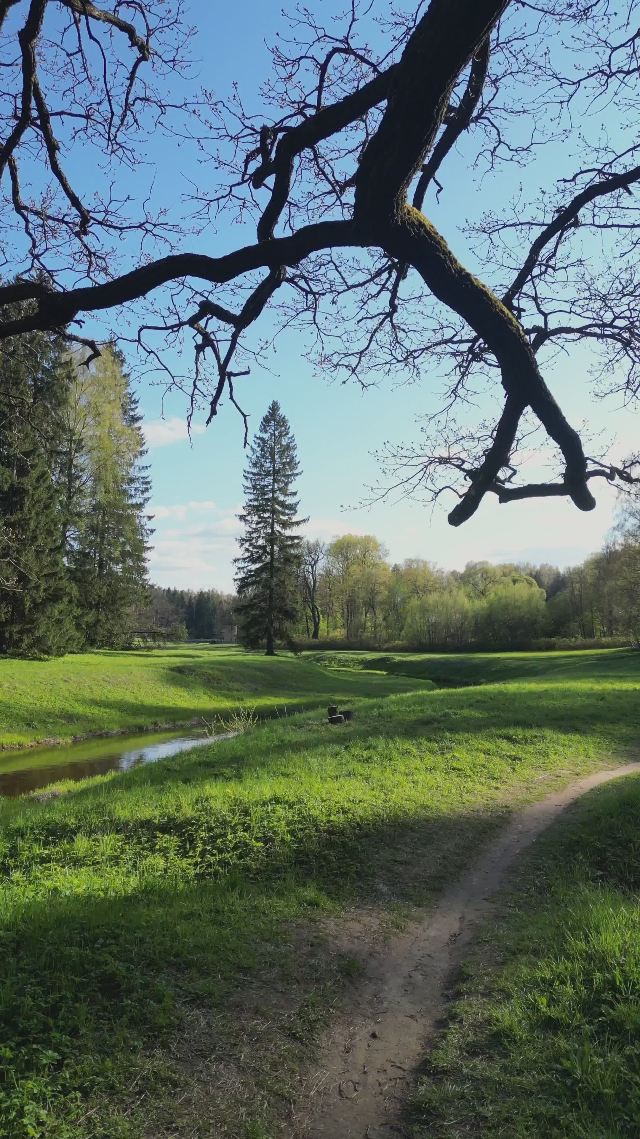 Scenic Spring Forest with Path and Stream Free Stock Video Footage ...