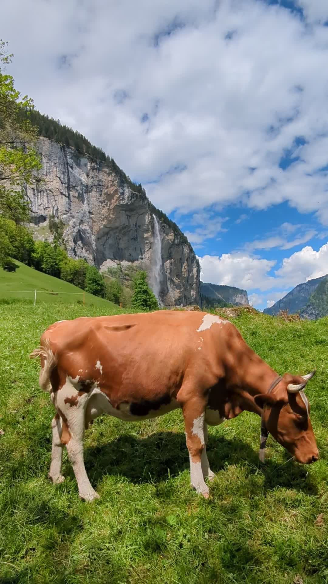 Cow Grassland Videos, Download The BEST Free 4k Stock Video Footage ...