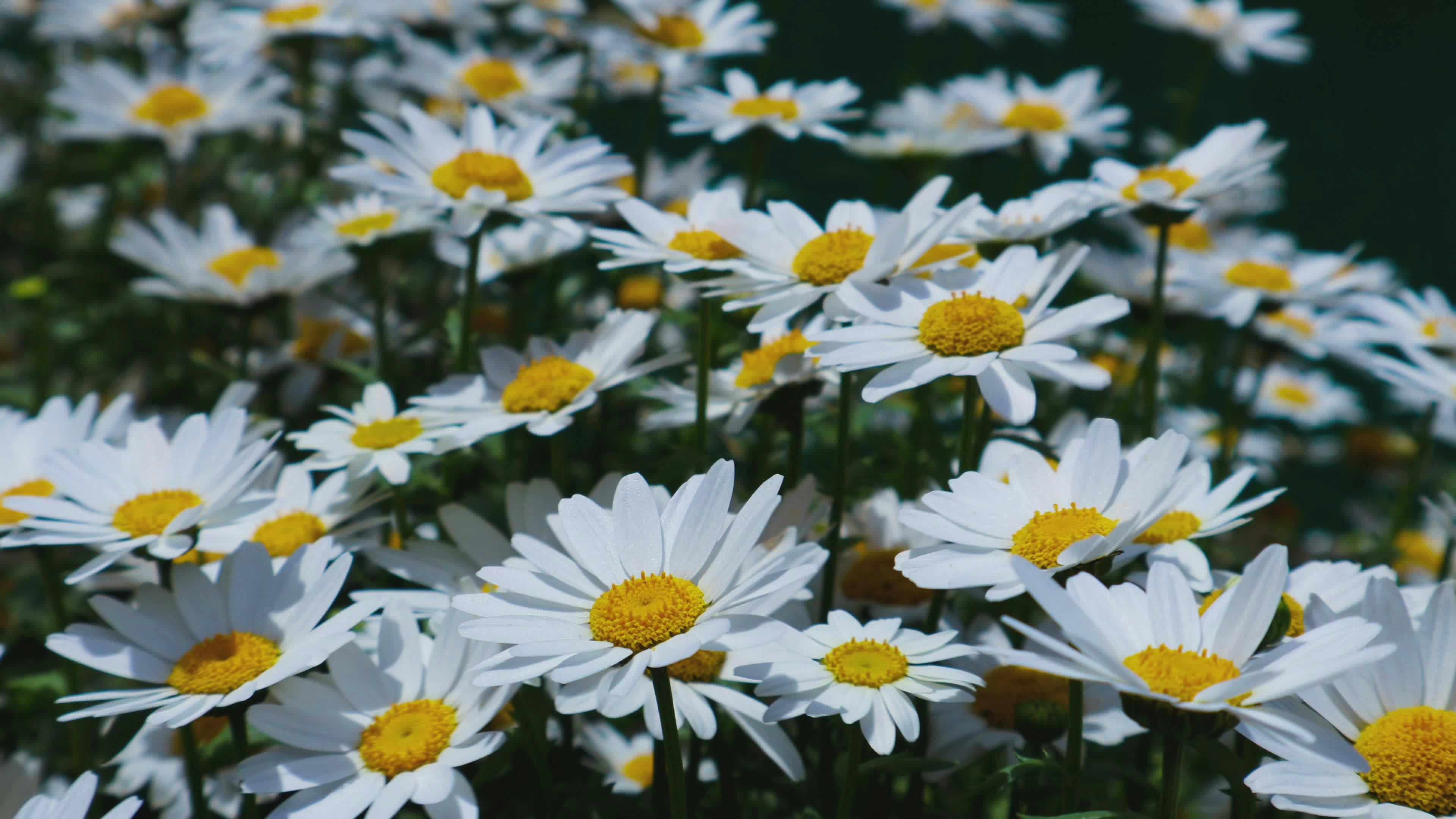 Bitki Closeup Videos, Download The BEST Free 4k Stock Video Footage ...