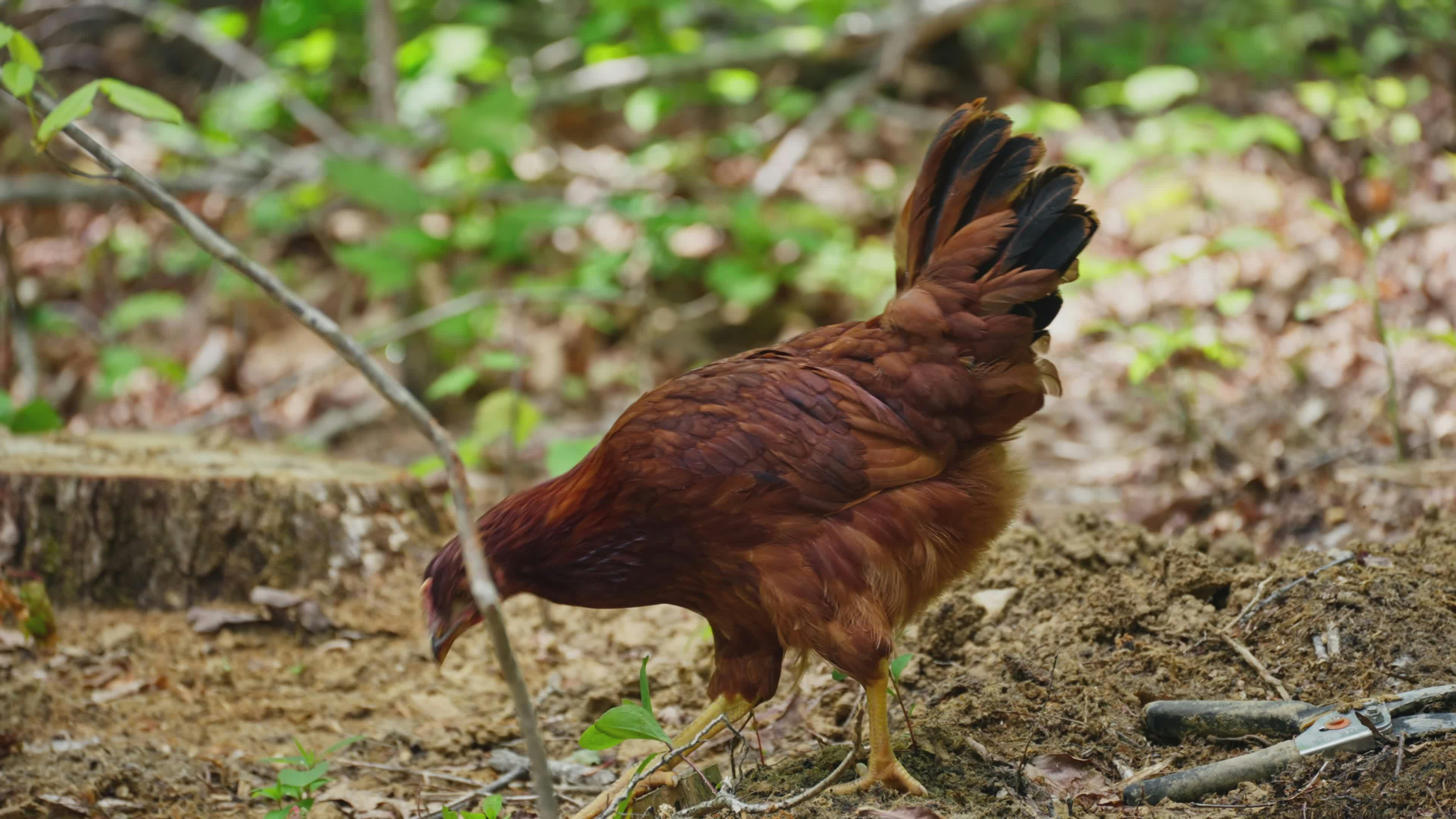 Rhode Island Red Chicken Foraging in Backyard Free Stock Video Footage ...