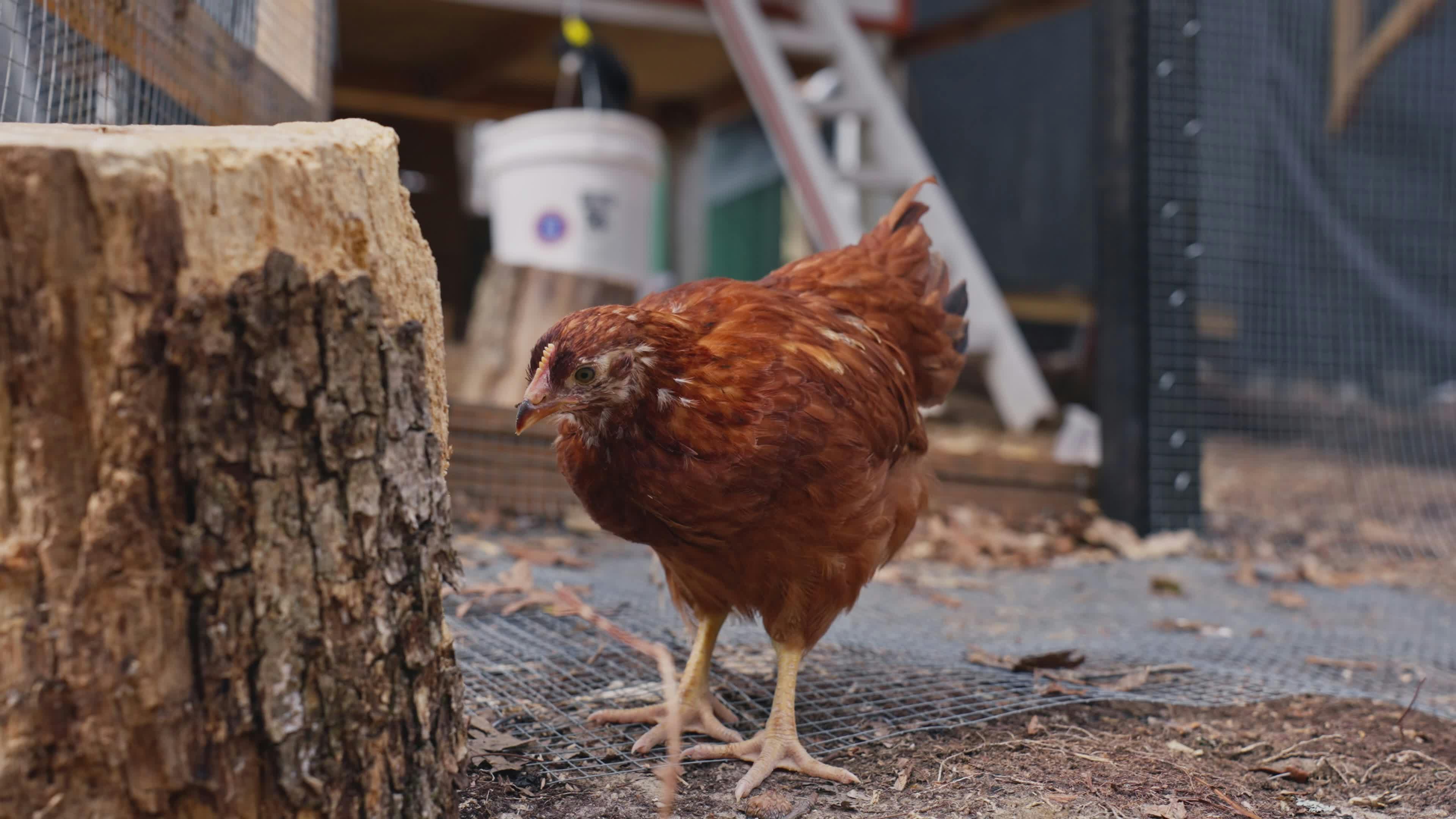 Hen Dung Videos, Download The BEST Free 4k Stock Video Footage & Hen ...