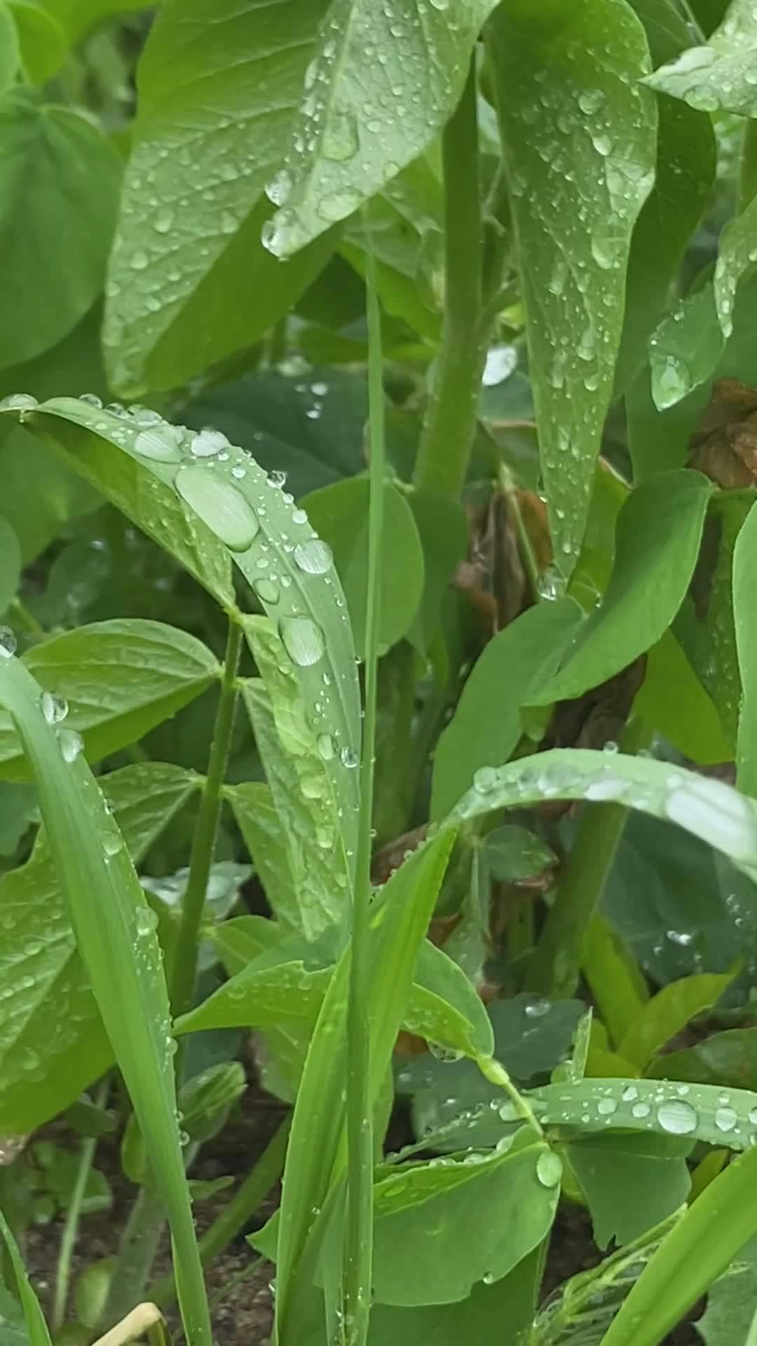 Close-Up of Dew-Drenched Green Foliage Free Stock Video Footage ...