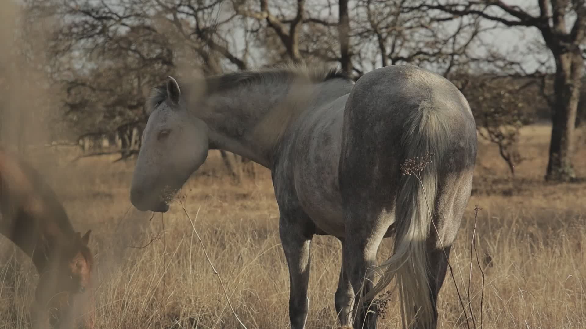 Serene Wild Horses Grazing in Sunlit Meadow Free Stock Video Footage ...