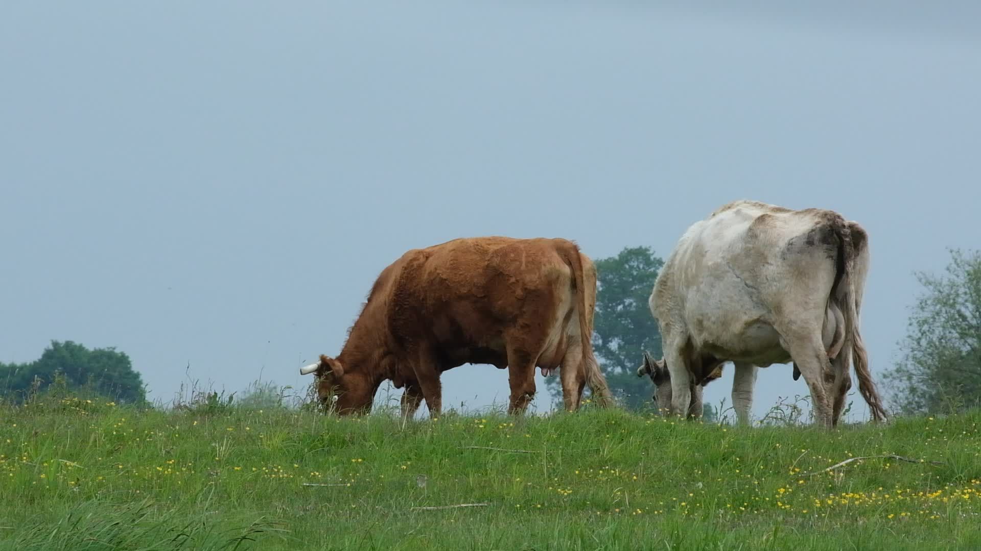 Two Cows Videos, Download The BEST Free 4k Stock Video Footage & Two ...