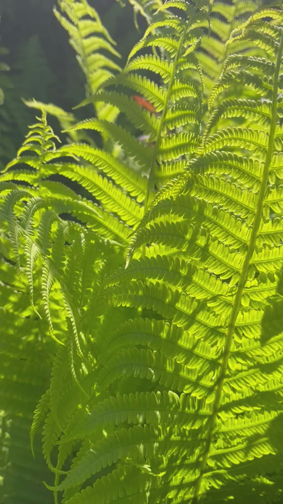 Background Seance Photo Videos, Download The BEST Free 4k Stock Video ...