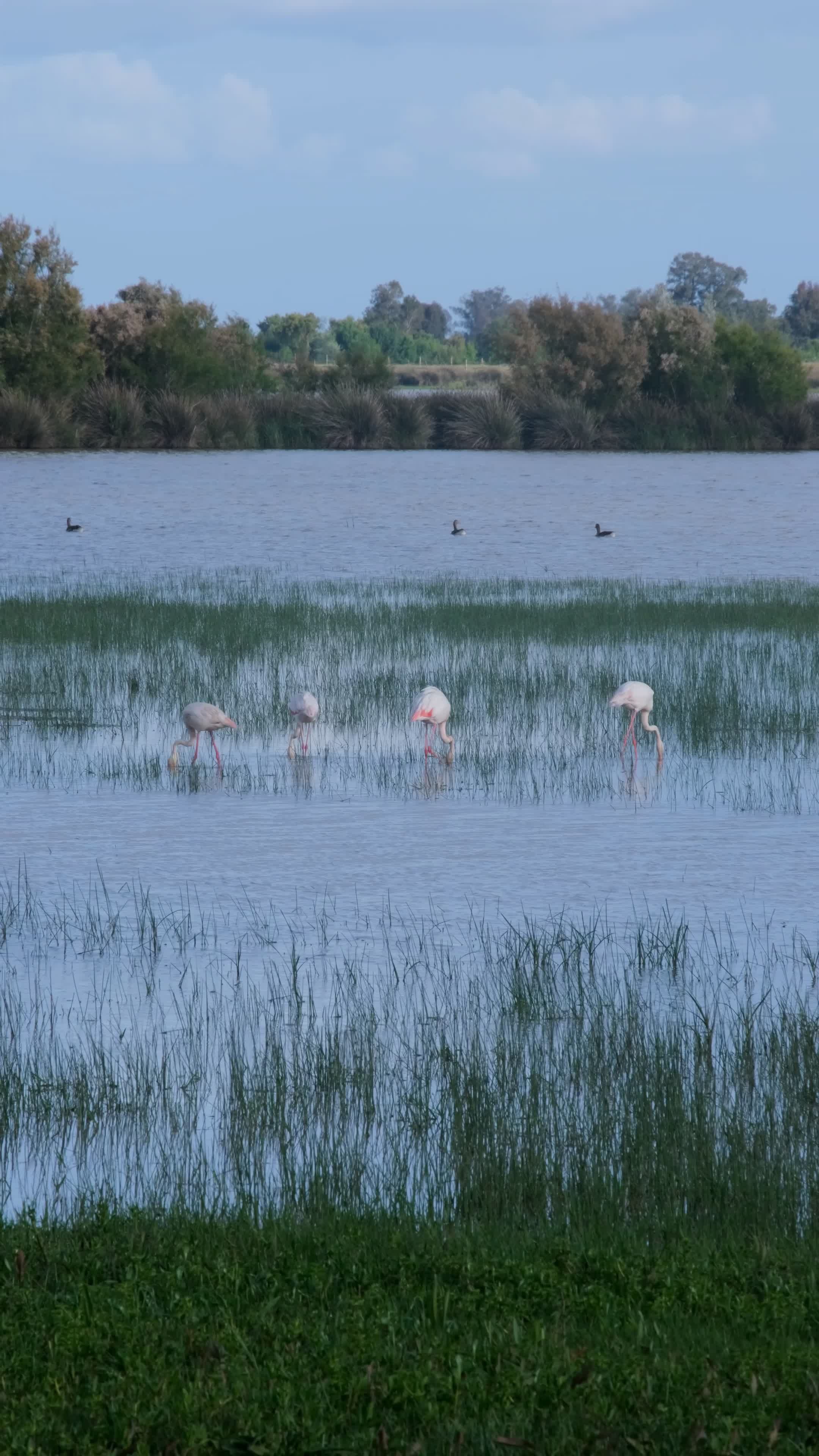 Flamingos Wading in Tranquil Wetland Free Stock Video Footage, Royalty ...