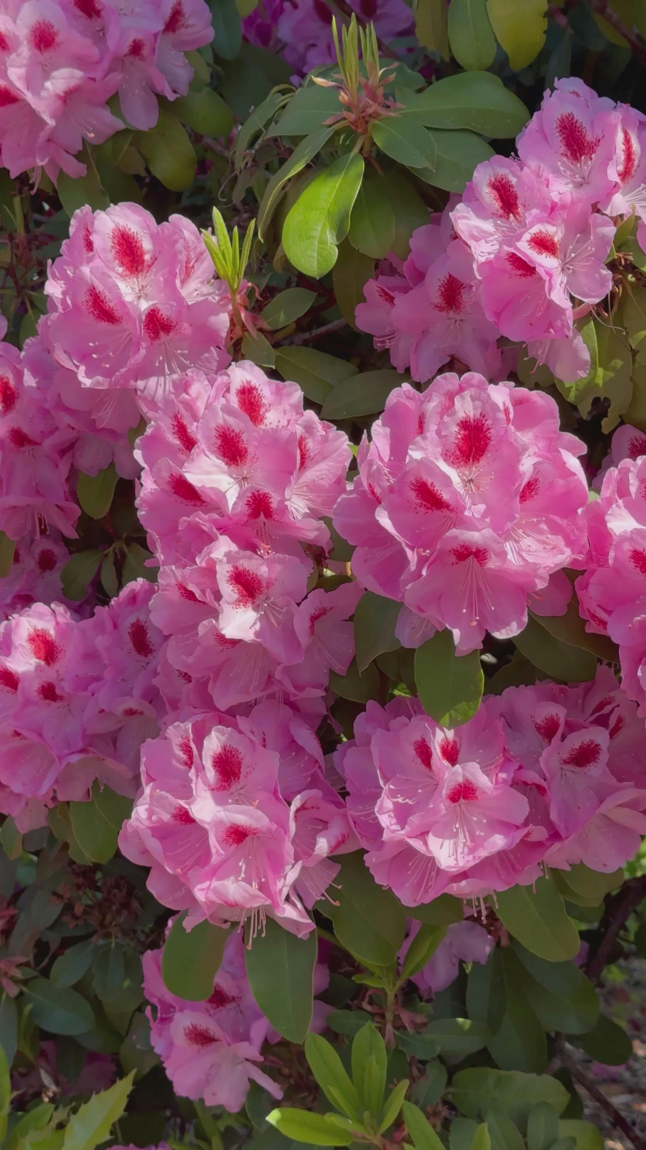 Azaleas De Color Rosa Intenso En Flor Al Aire Libre · Vídeo de stock ...