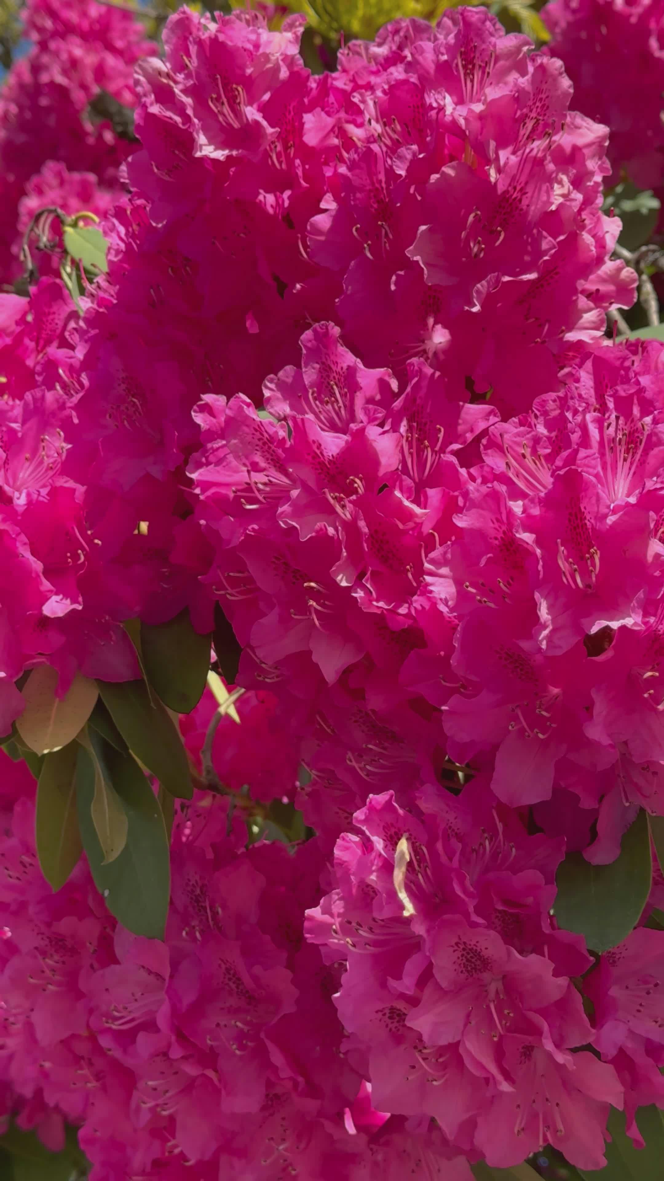 Vídeos de stock gratuitos sobre al aire libre, arbusto, azalea, belleza ...