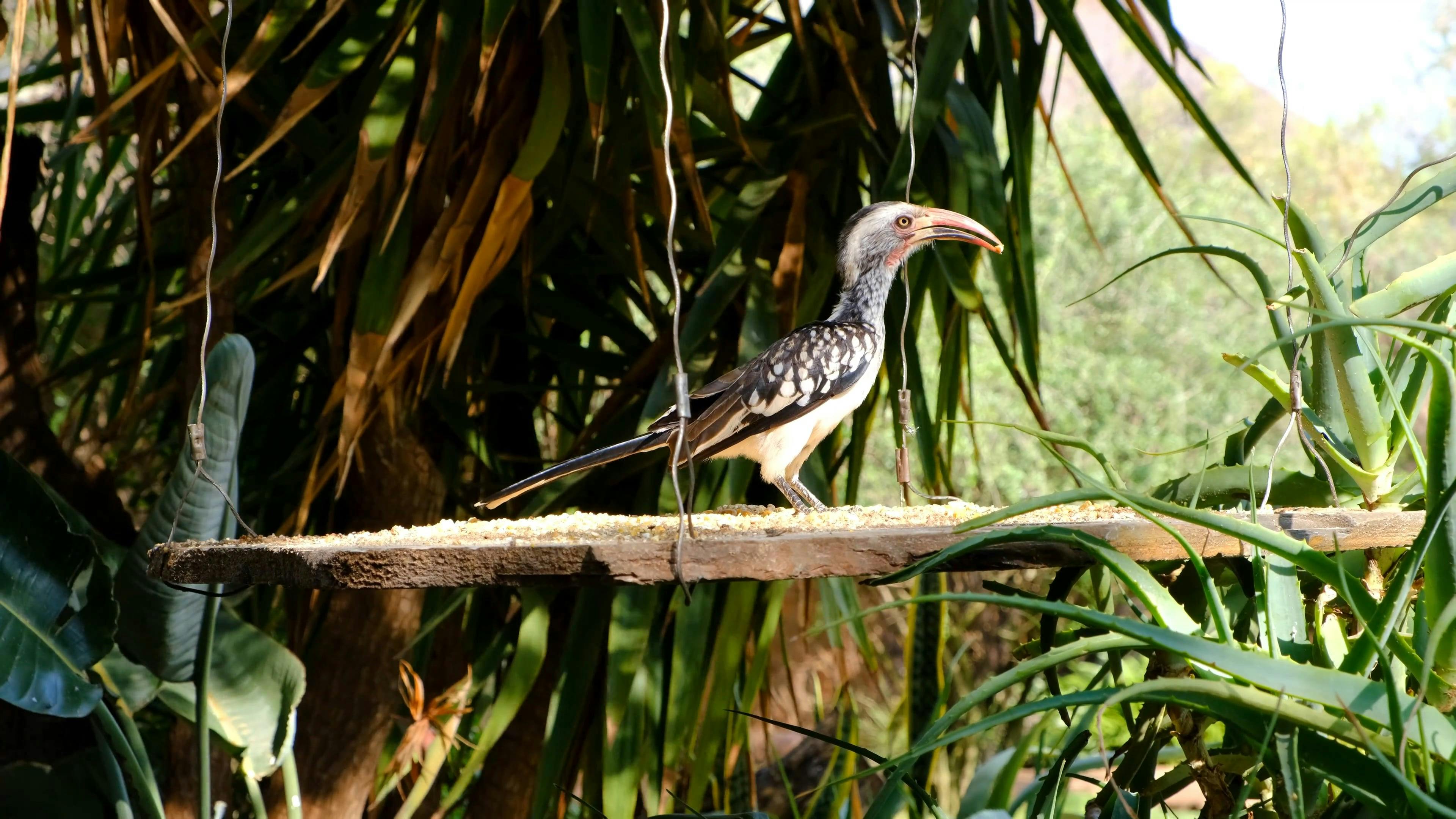 A Wild Bird Eating On A Hanging Wooden Board Filled With Food Free ...