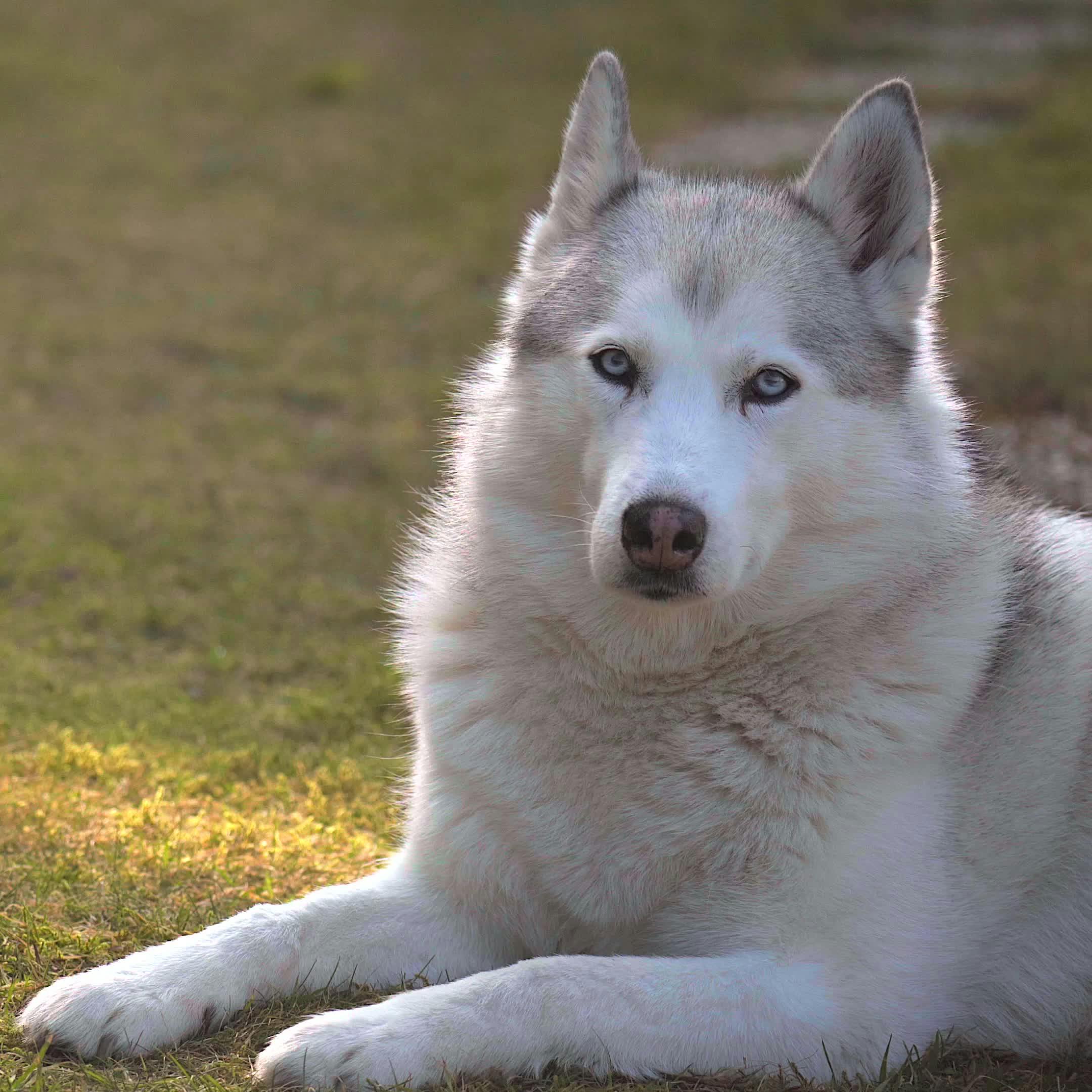 Easyanticheat Setup.Exe Nol Tiere Videos, Download The BEST Free 4k ...