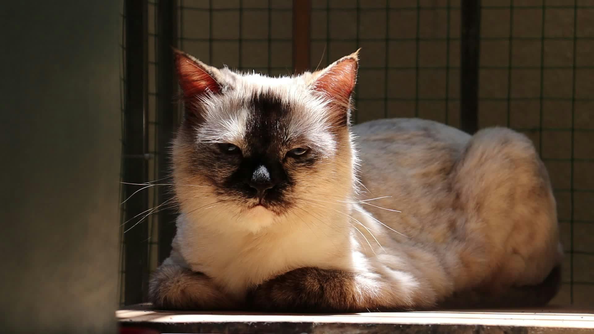 Kiss+Cat+Many+Vids Videos, Download The BEST Free 4k Stock Video ...