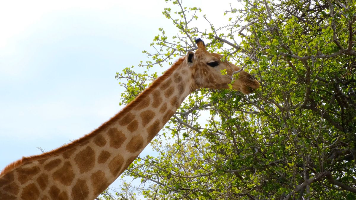 Giraffe Videos, Download The BEST Free 4k Stock Video Footage & Giraffe ...
