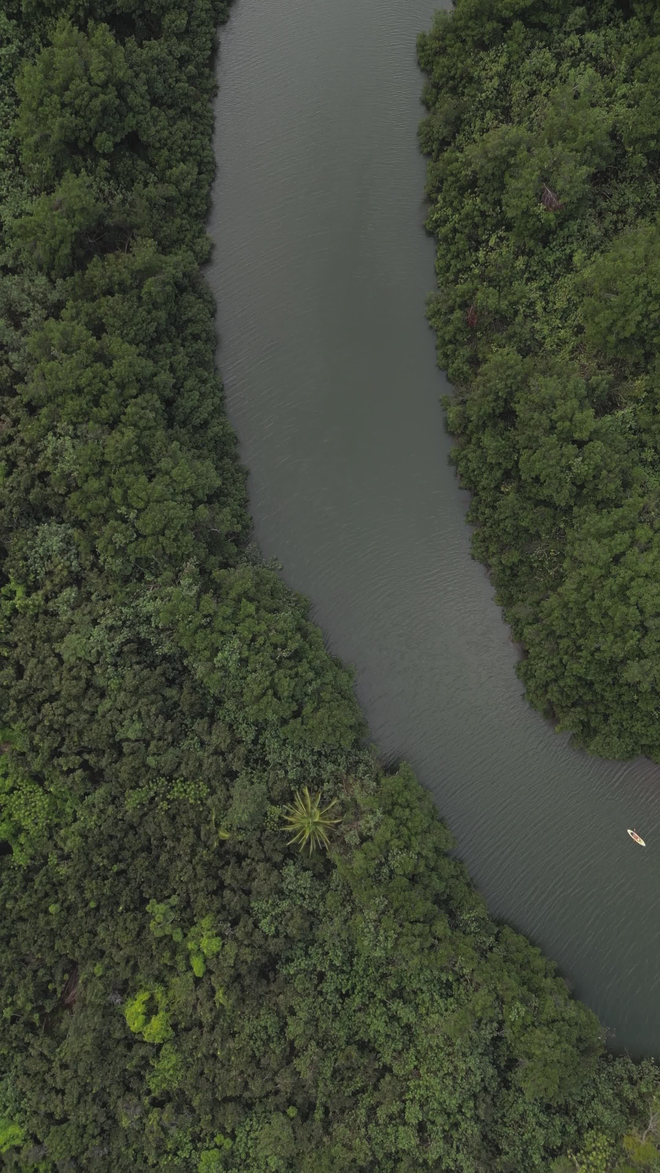 Scenic 4K Aerial View of a Meandering River in Dense Forest Free Stock ...
