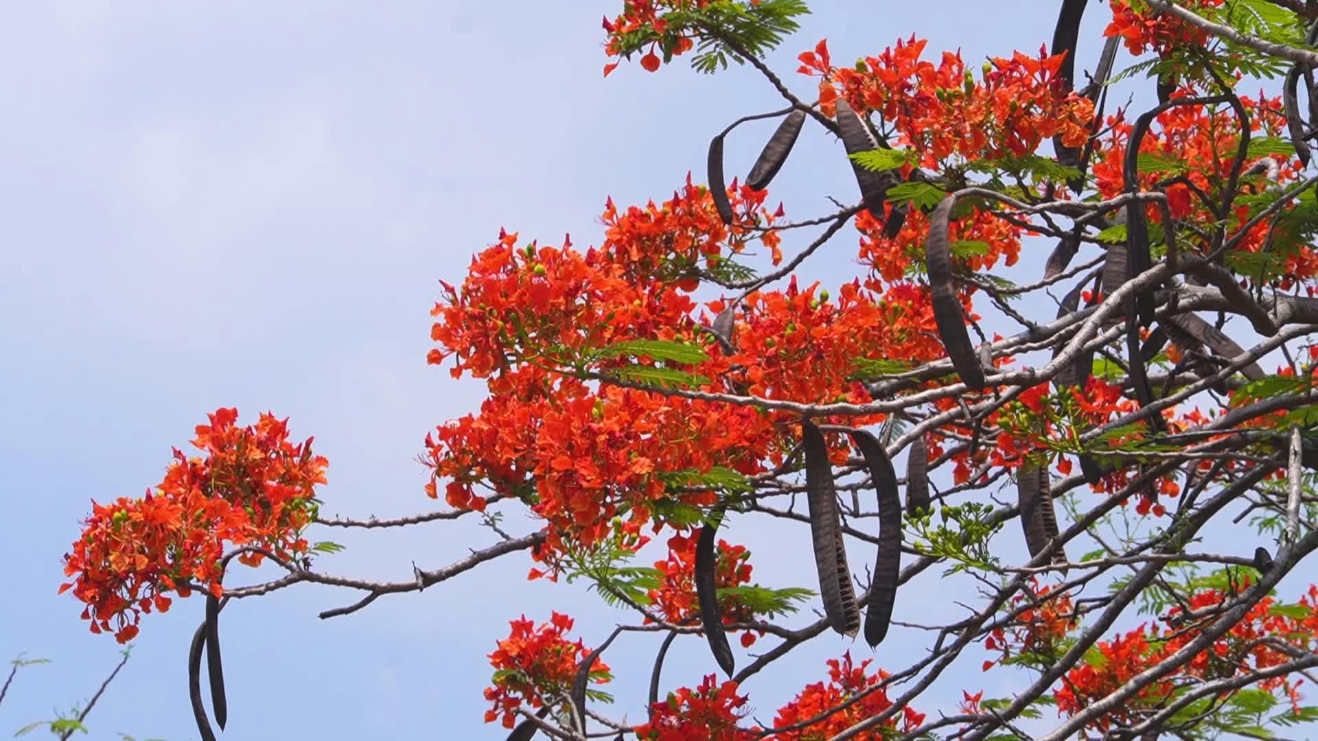 Vibrant Flame Tree Flowers in Bloom Free Stock Video Footage, Royalty ...