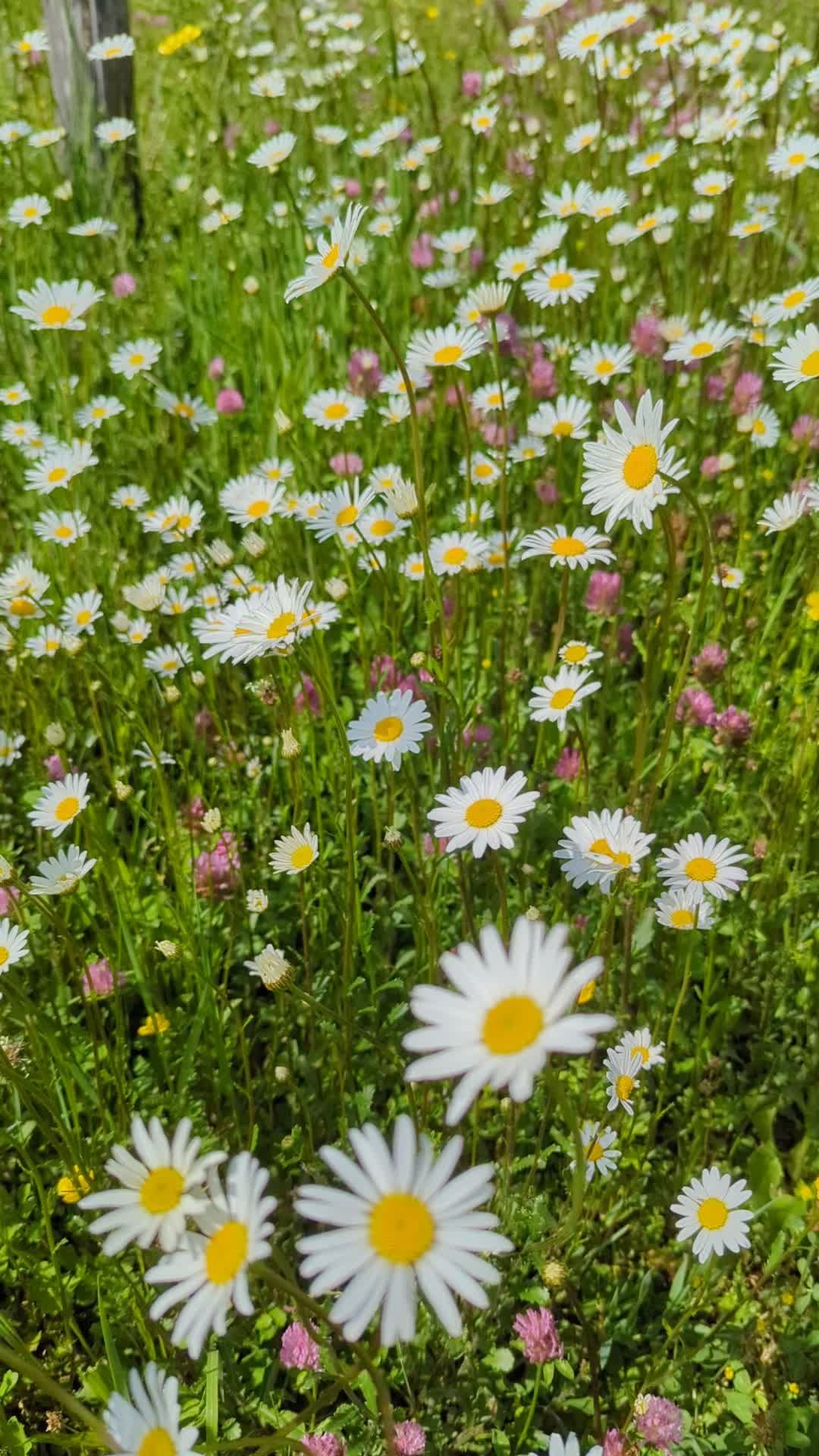 Field of Blooming Daisies in Spring Sunshine Free Stock Video Footage ...