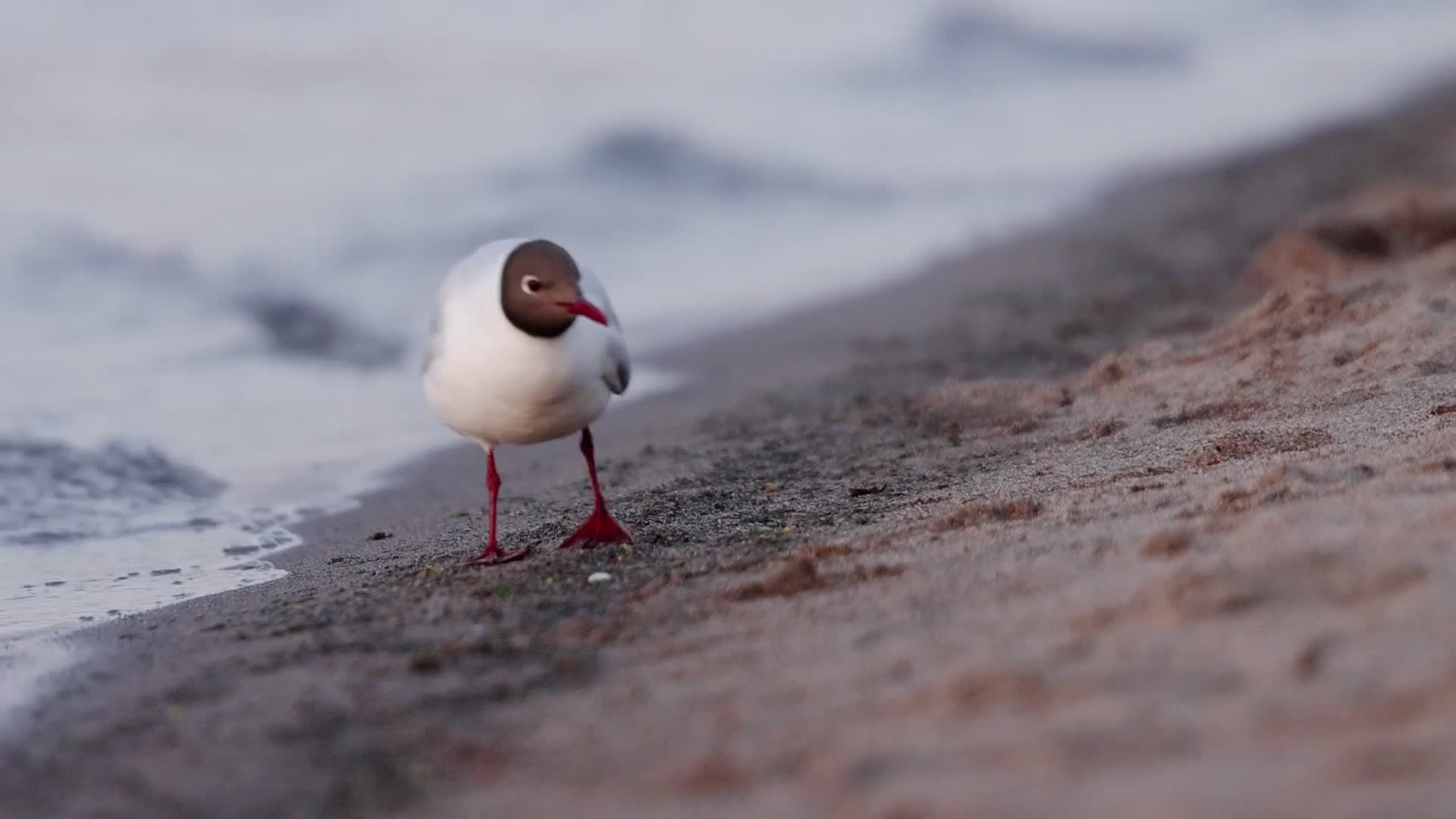 Seagull and Crow on a Tranquil Beach Free Stock Video Footage, Royalty ...