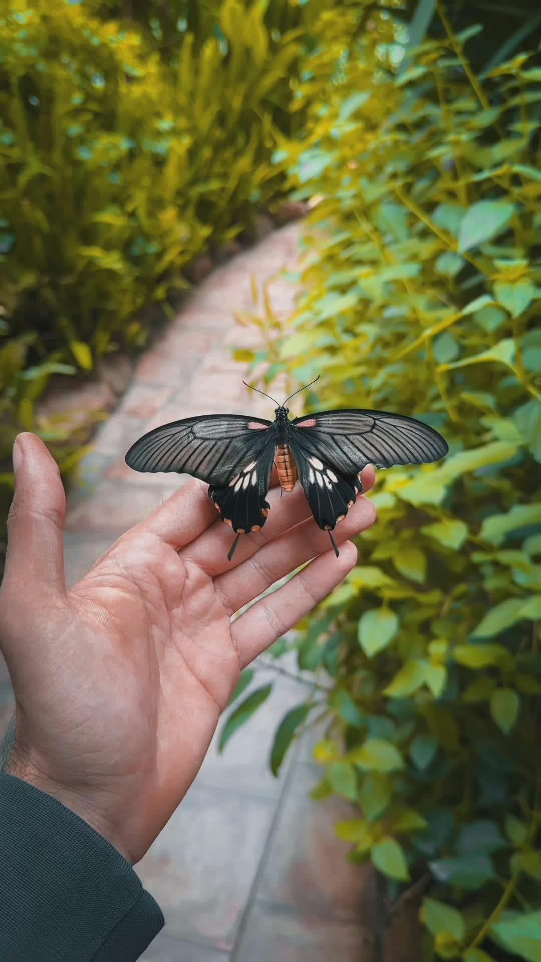 Vídeos de stock gratuitos sobre al aire libre, ala de mariposa, alas de ...