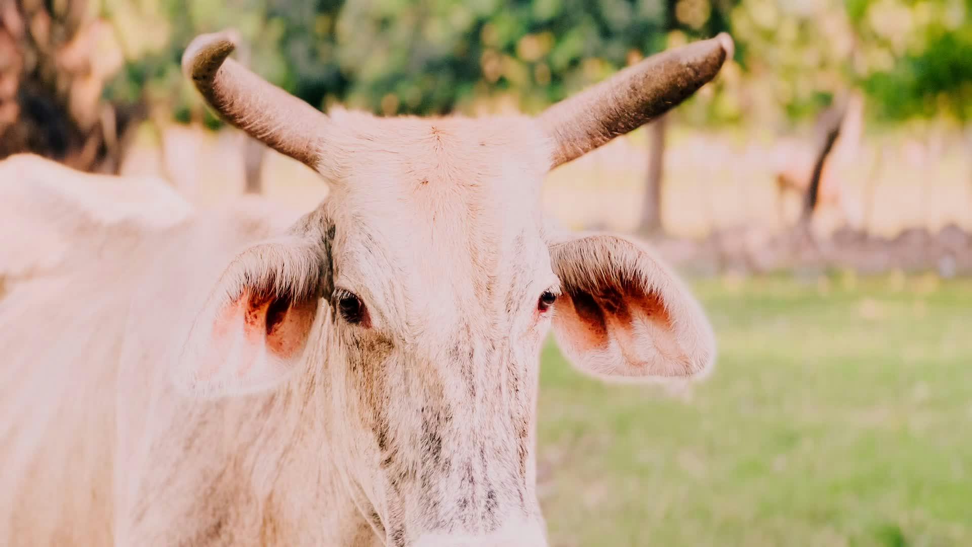 Cow Duoc Videos, Download The BEST Free 4k Stock Video Footage & Cow ...