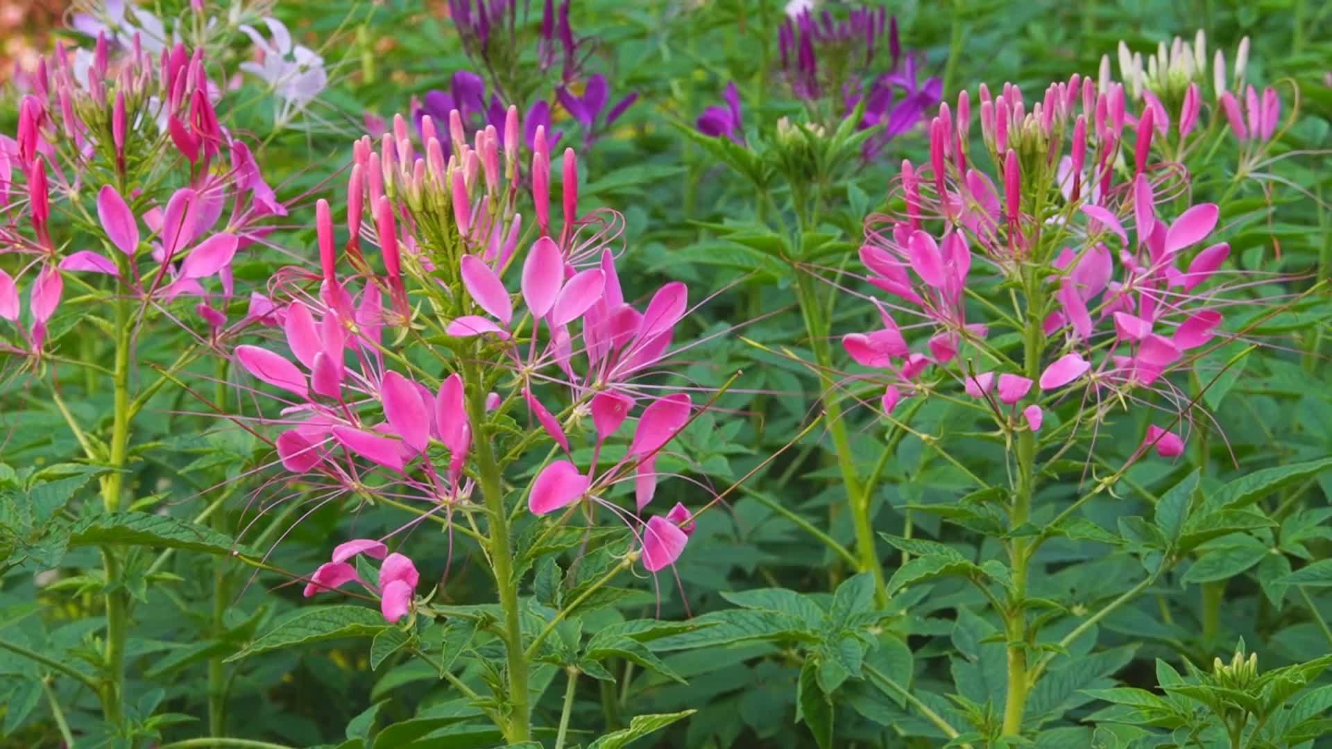 Vibrant Pink Cleome Flowers in Bloom Free Stock Video Footage, Royalty ...