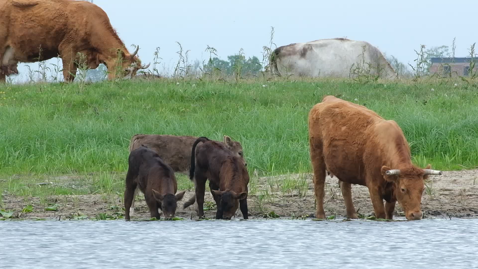 Cow Brand Videos, Download The BEST Free 4k Stock Video Footage & Cow ...