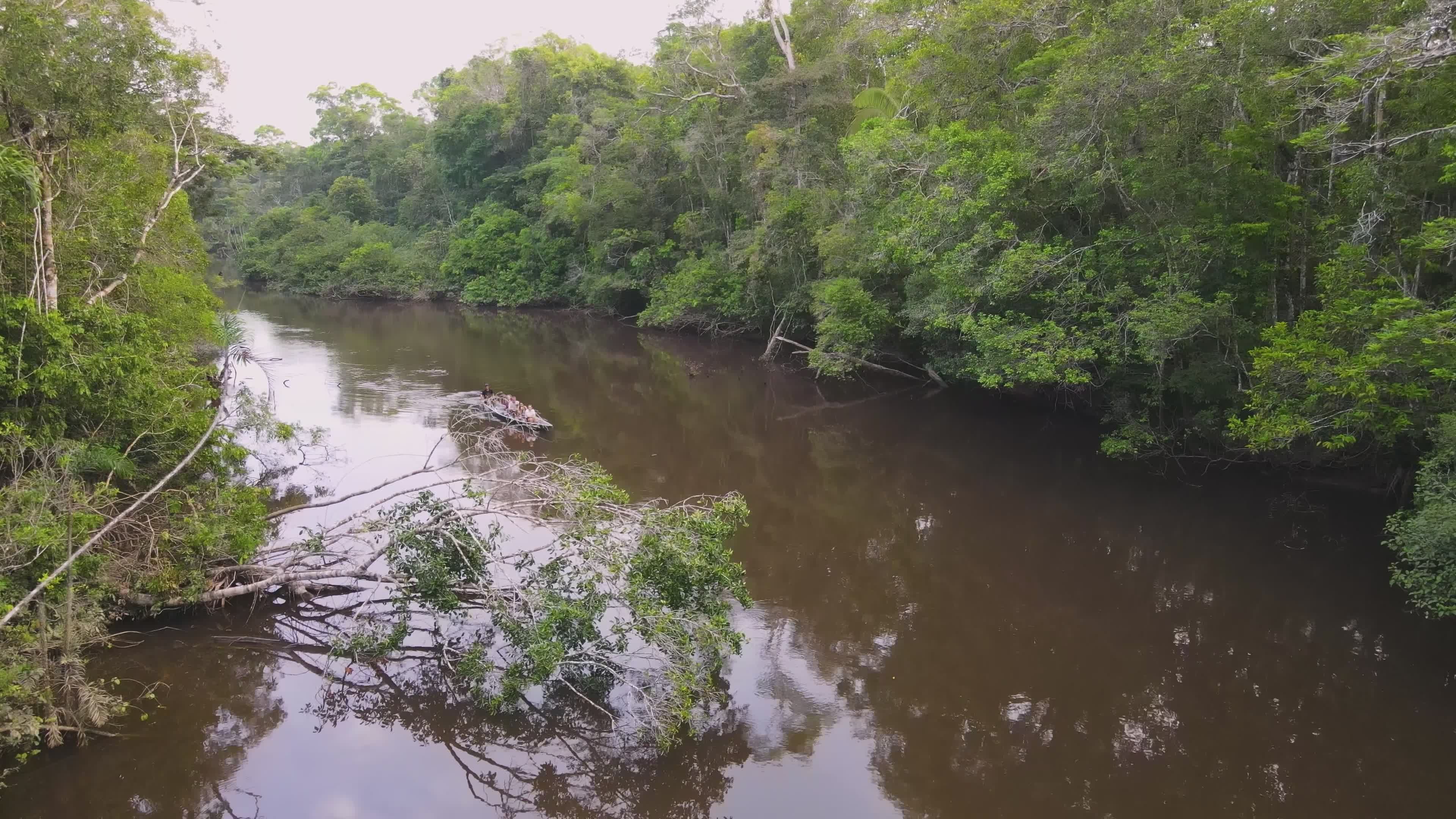 Exploring Amazon River by Boat in 4K Free Stock Video Footage, Royalty ...