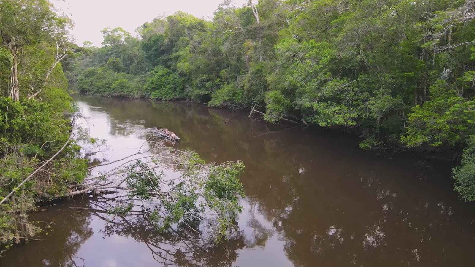 Amazon Rain Forest Videos, Download The BEST Free 4k Stock Video ...