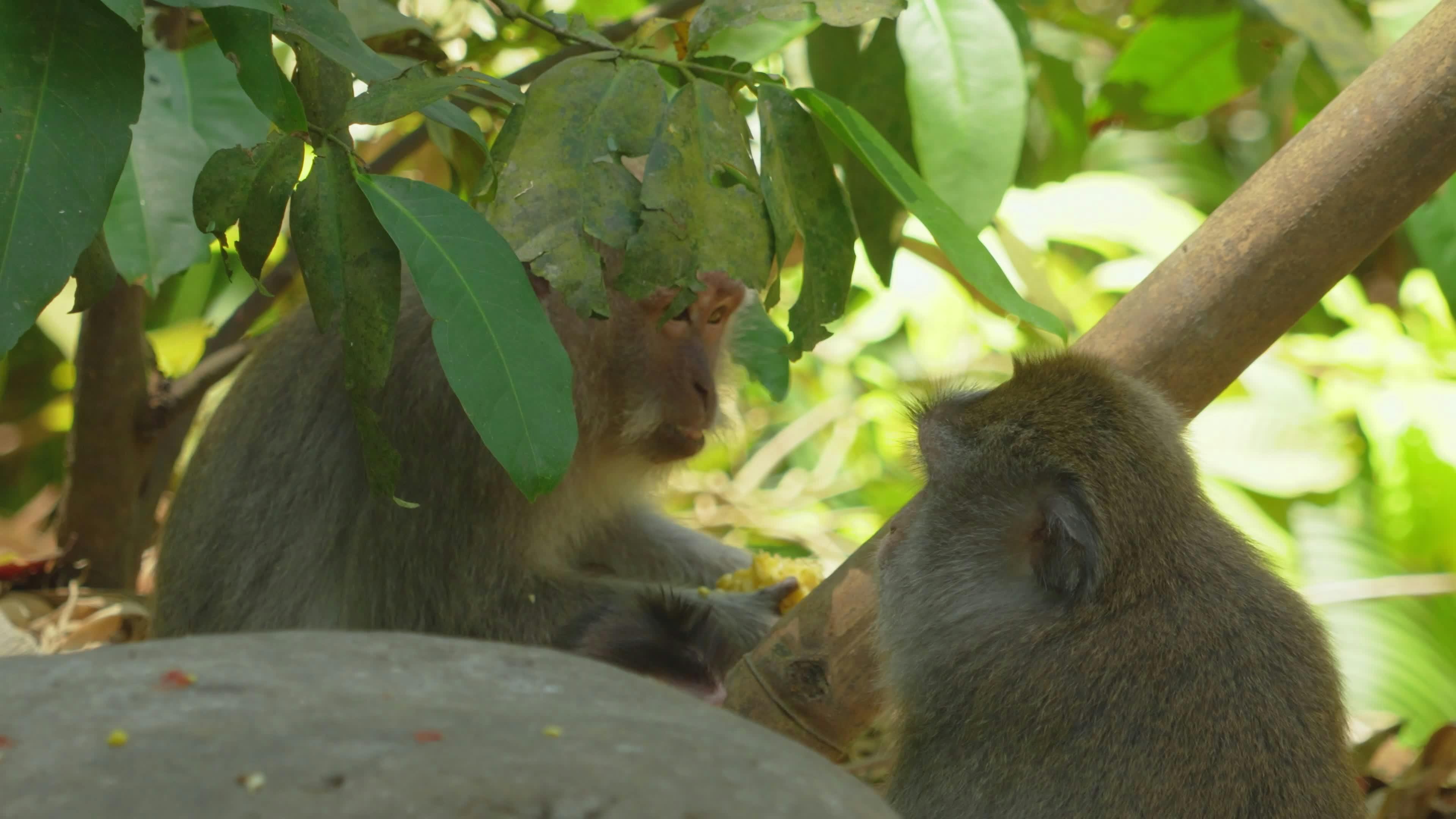 Jungle Monkeys Videos, Download The BEST Free 4k Stock Video Footage & Jungle Monkeys HD Video Clips