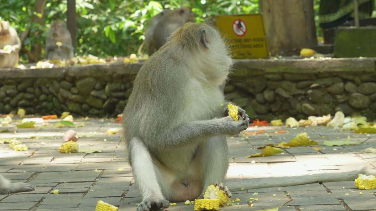 Laughing Monkey Videos, Download The BEST Free 4k Stock Video Footage ...