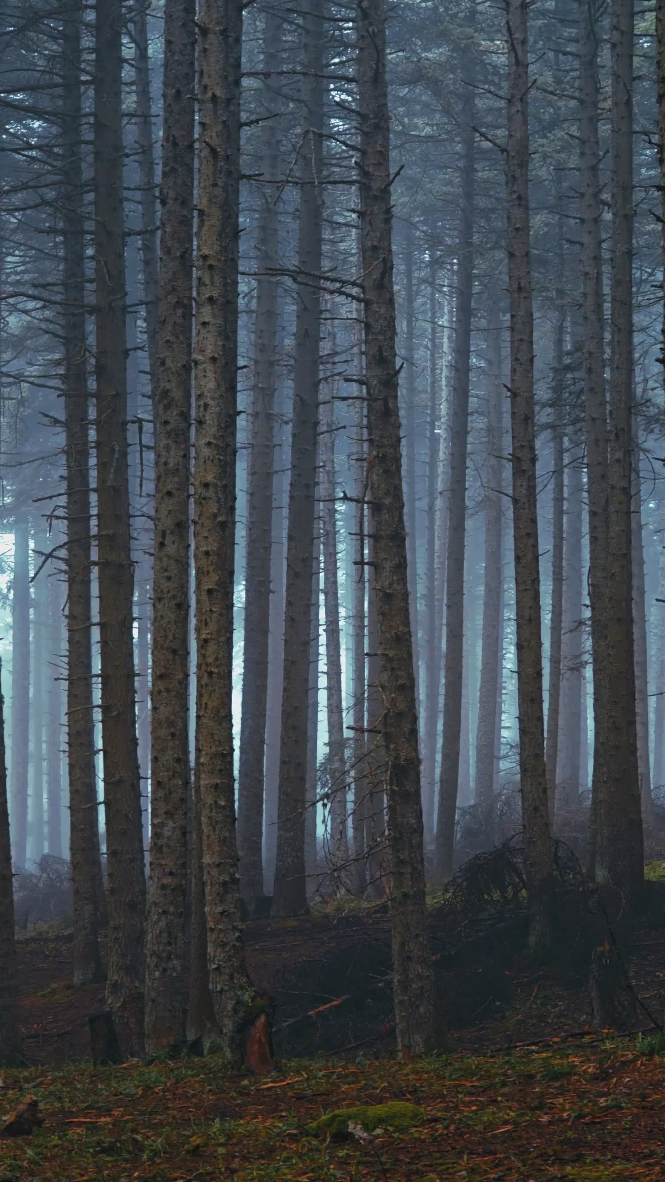 Eerie Misty Forest with Tall Trees Free Stock Video Footage, Royalty ...