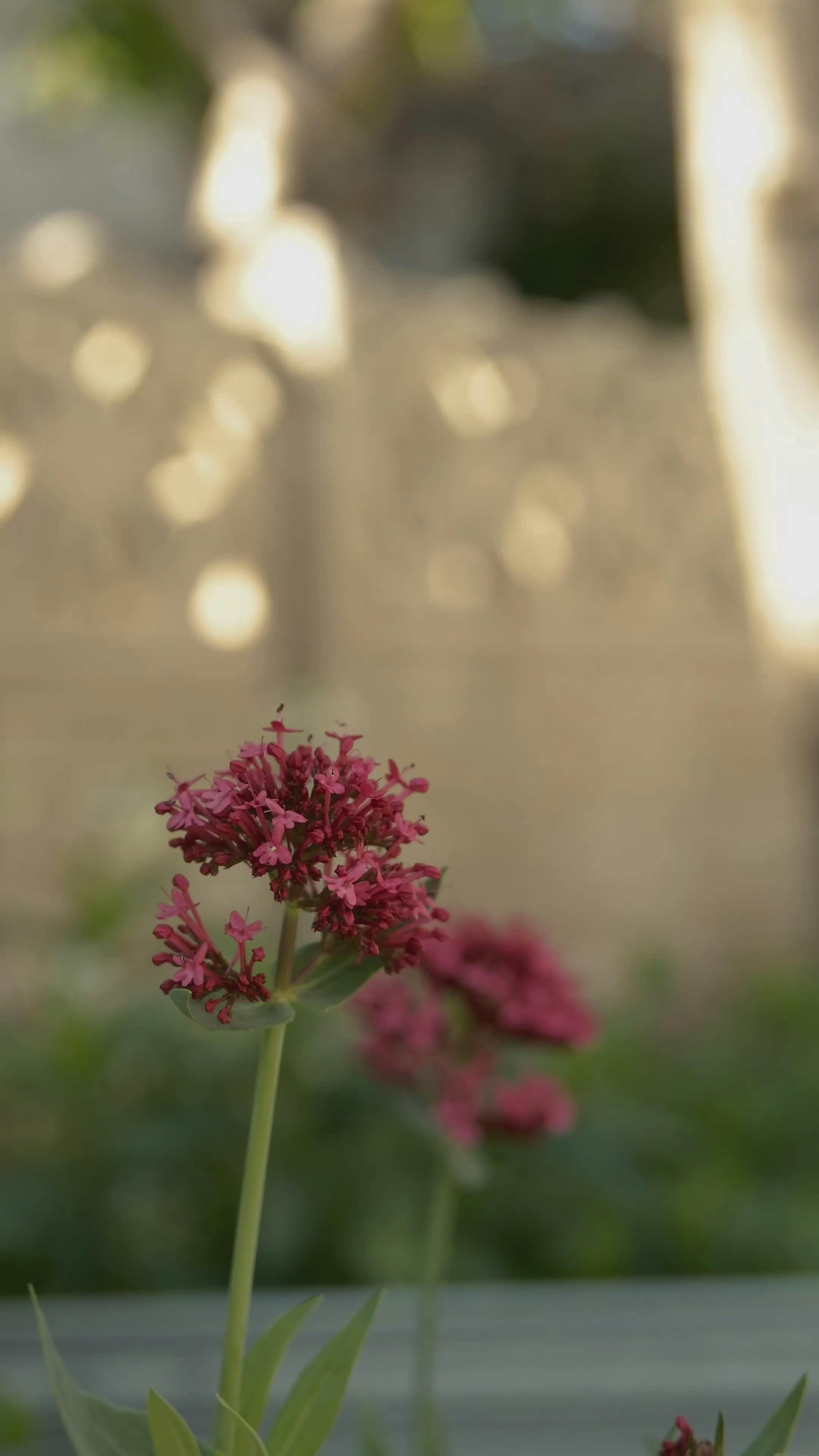 Fiower Garden Videos, Download The BEST Free 4k Stock Video Footage ...