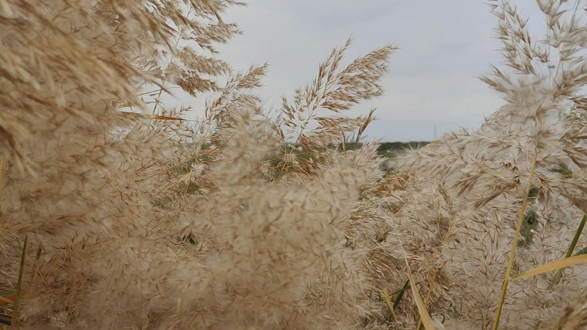 Tranquil Reed Grass in Gentle Breeze Free Stock Video Footage, Royalty-Free 4K & HD Video Clip