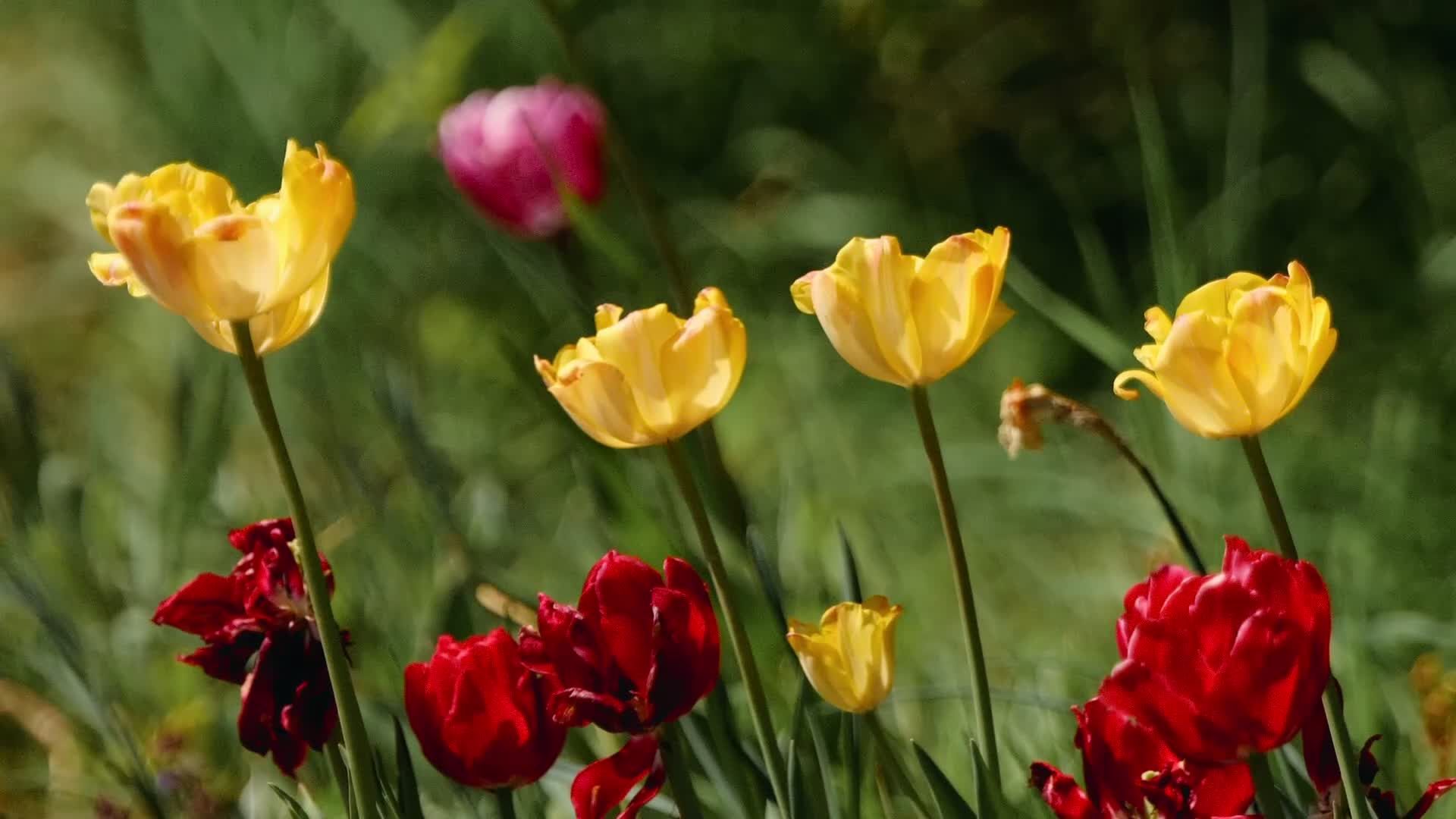 Vibrant Spring Tulips Blooming in Sunshine Free Stock Video Footage ...