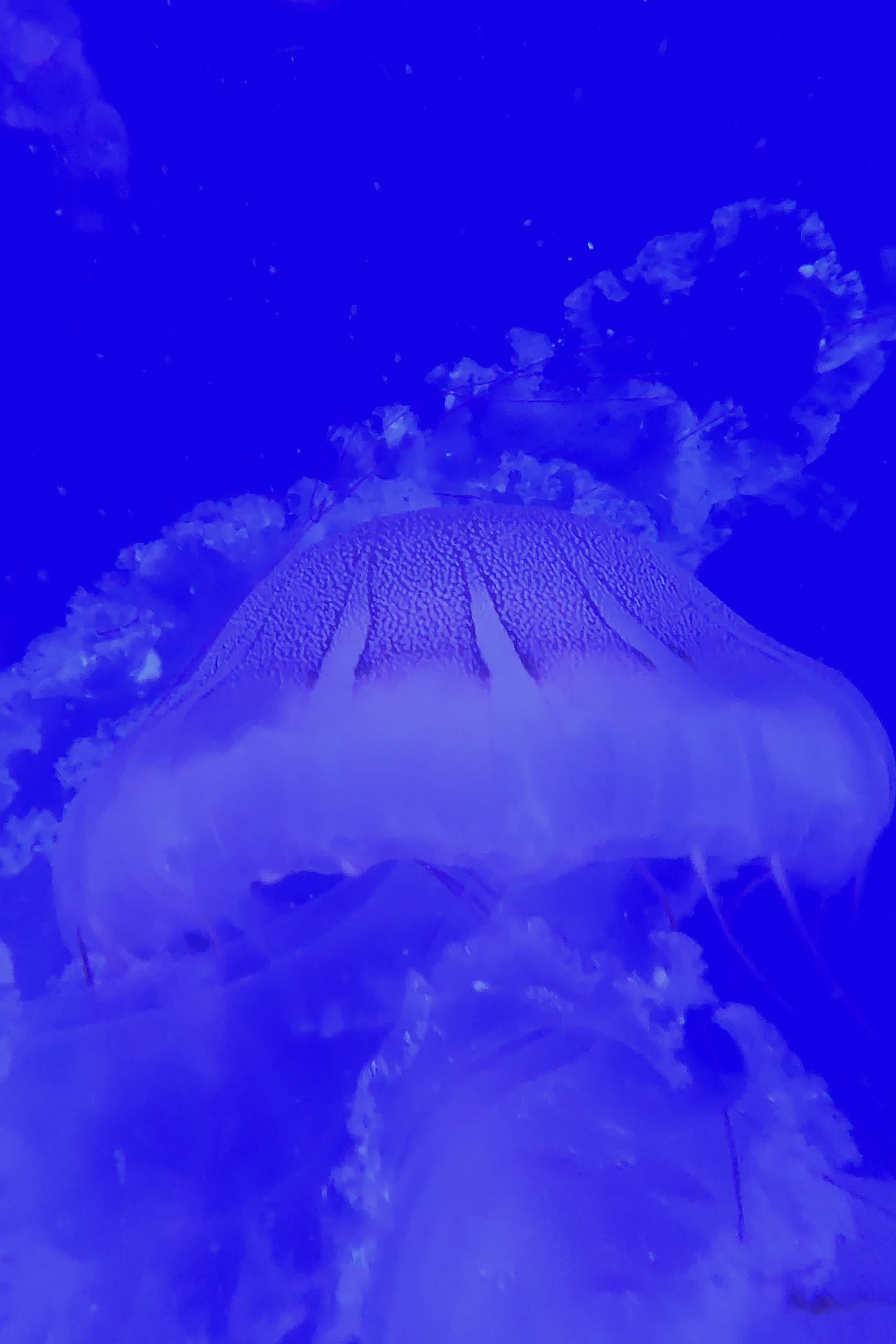 Jellyfish Swimming In Circular Motion In An Aquarium Free Stock Video ...