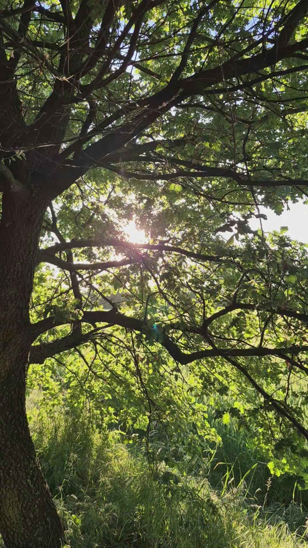 Sunlight Filtering Through Tree Branches in Spring Free Stock Video ...