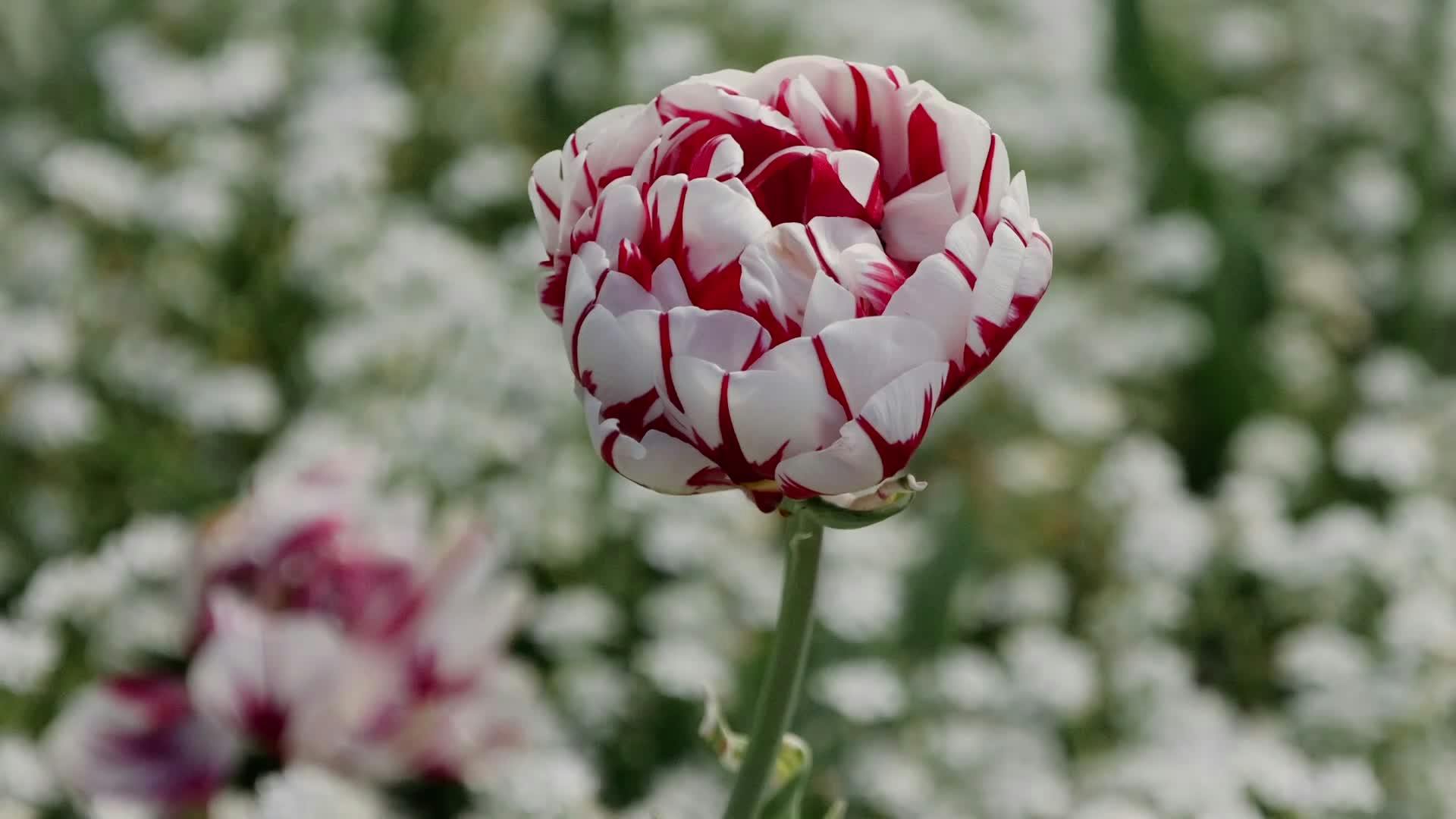 Bely+Belinda+Shiny+Flowers Videos, Download The BEST Free 4k Stock ...