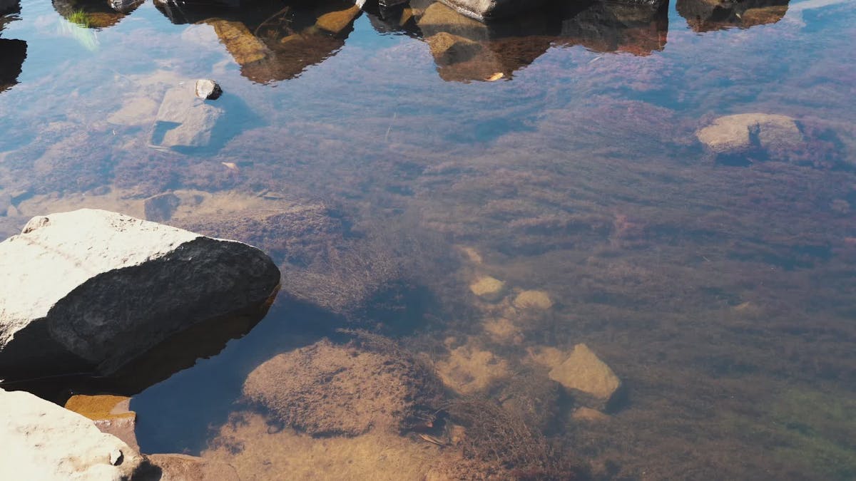 Veronica+Silesto+And+Her+Dog+In+A+Beastly+Video Videos, Download The ...