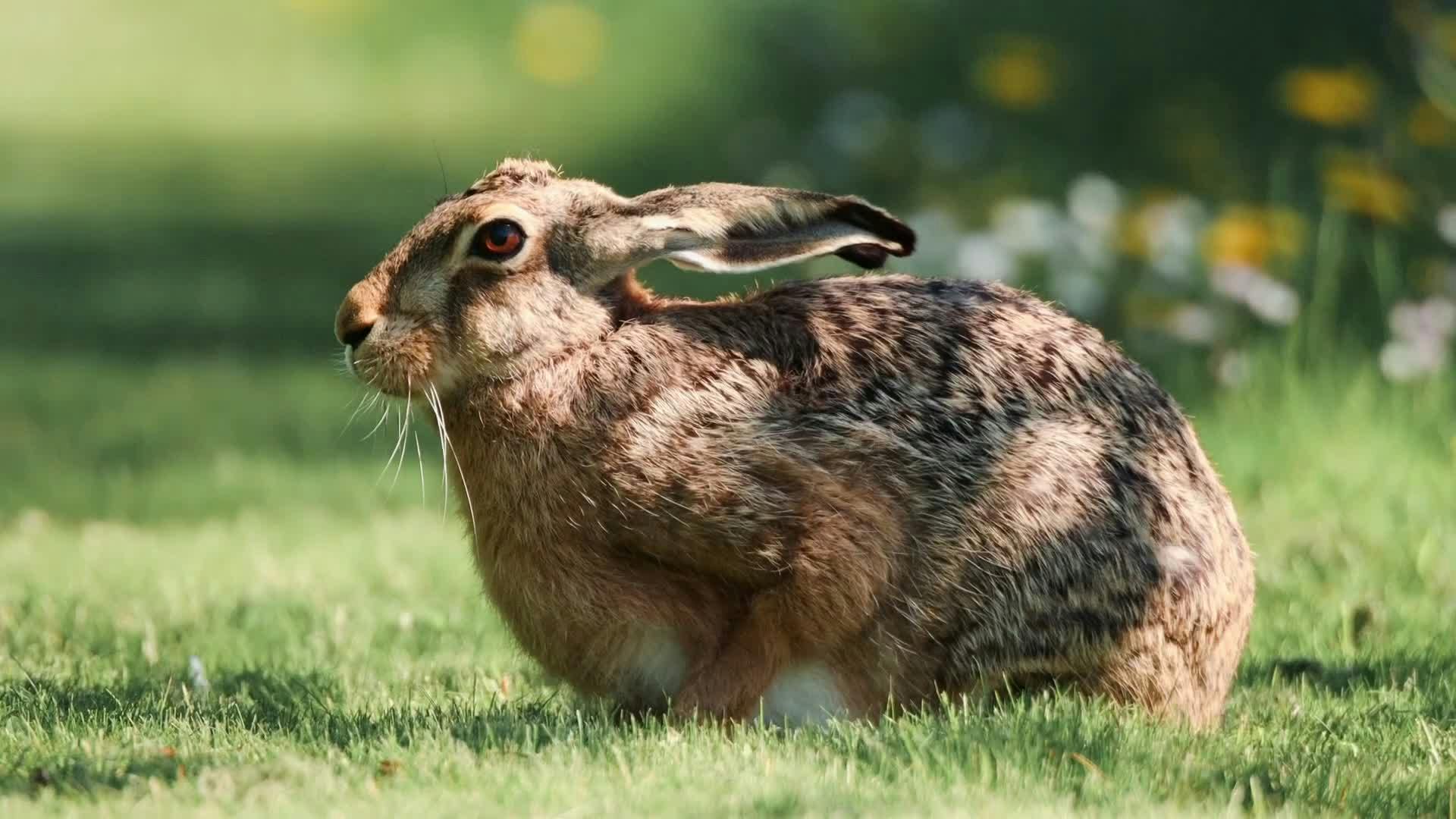 Pixabay Videos, Download The BEST Free 4k Stock Video Footage & Pixabay ...