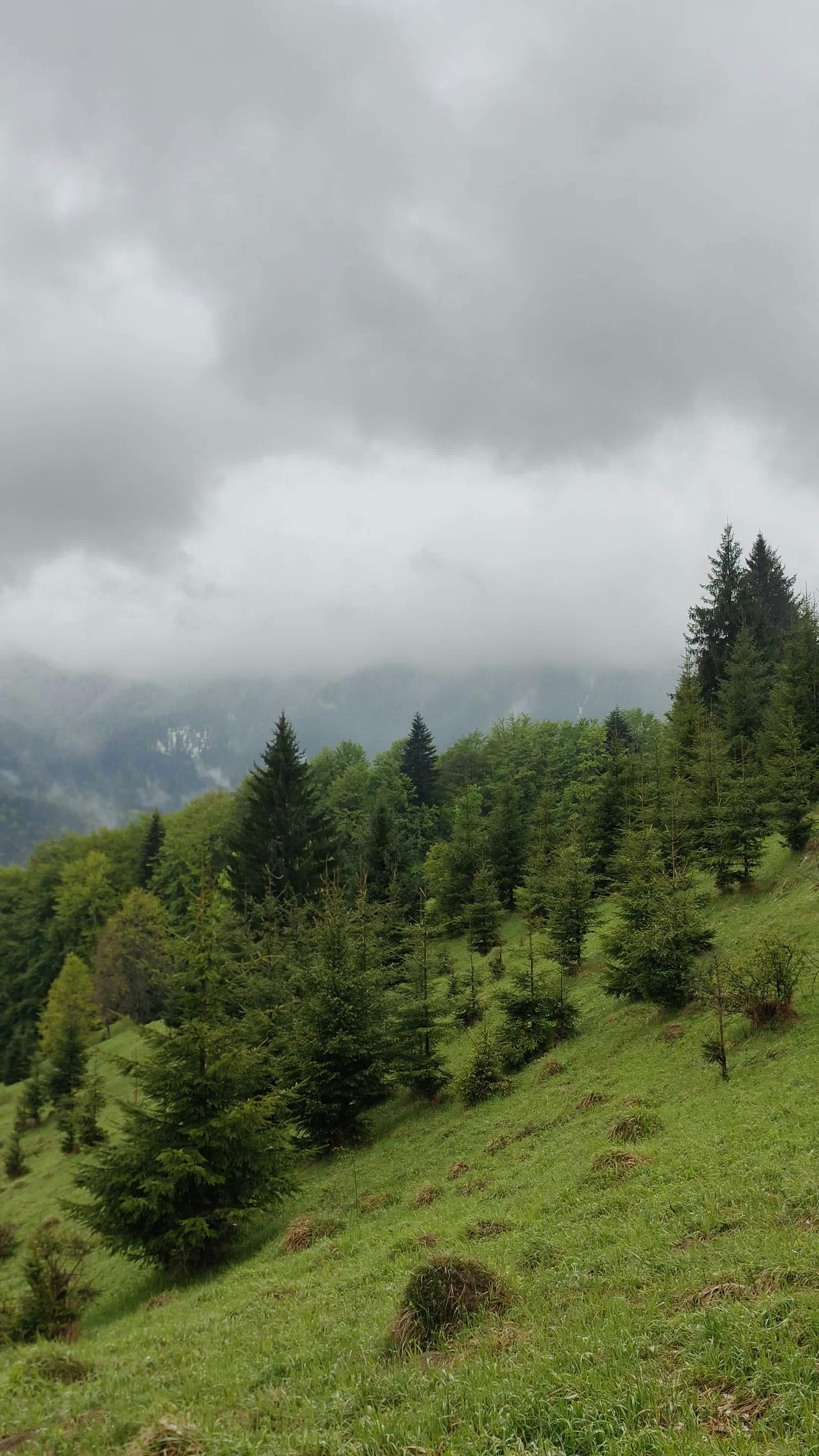 Nose Pine Videos, Download The BEST Free 4k Stock Video Footage & Nose ...