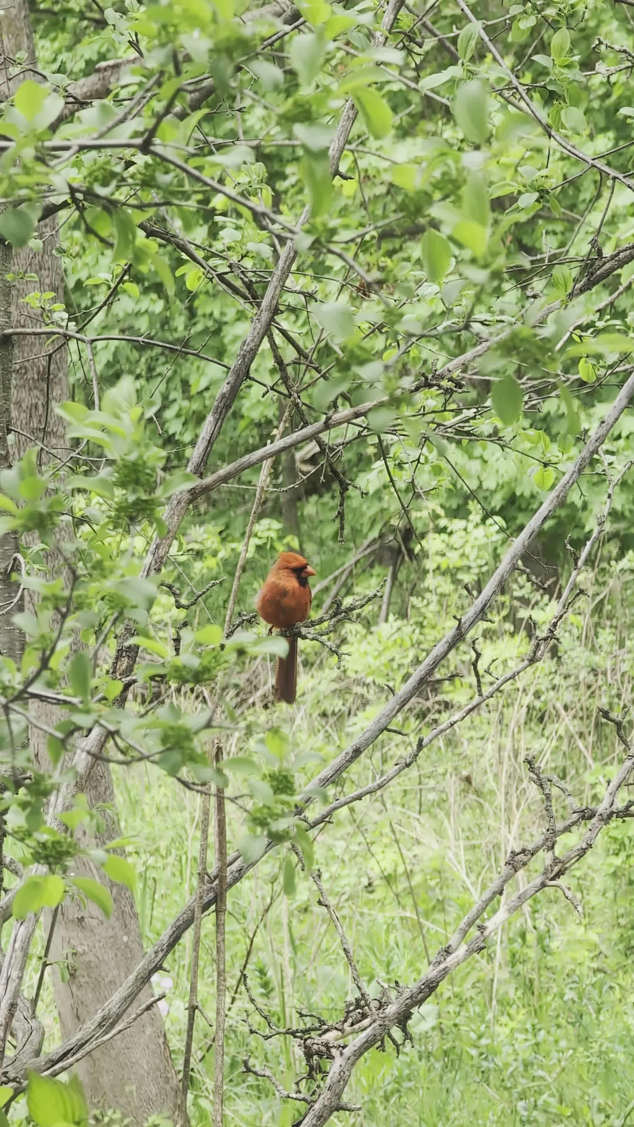 Lupa Tree Videos, Download The BEST Free 4k Stock Video Footage & Lupa ...