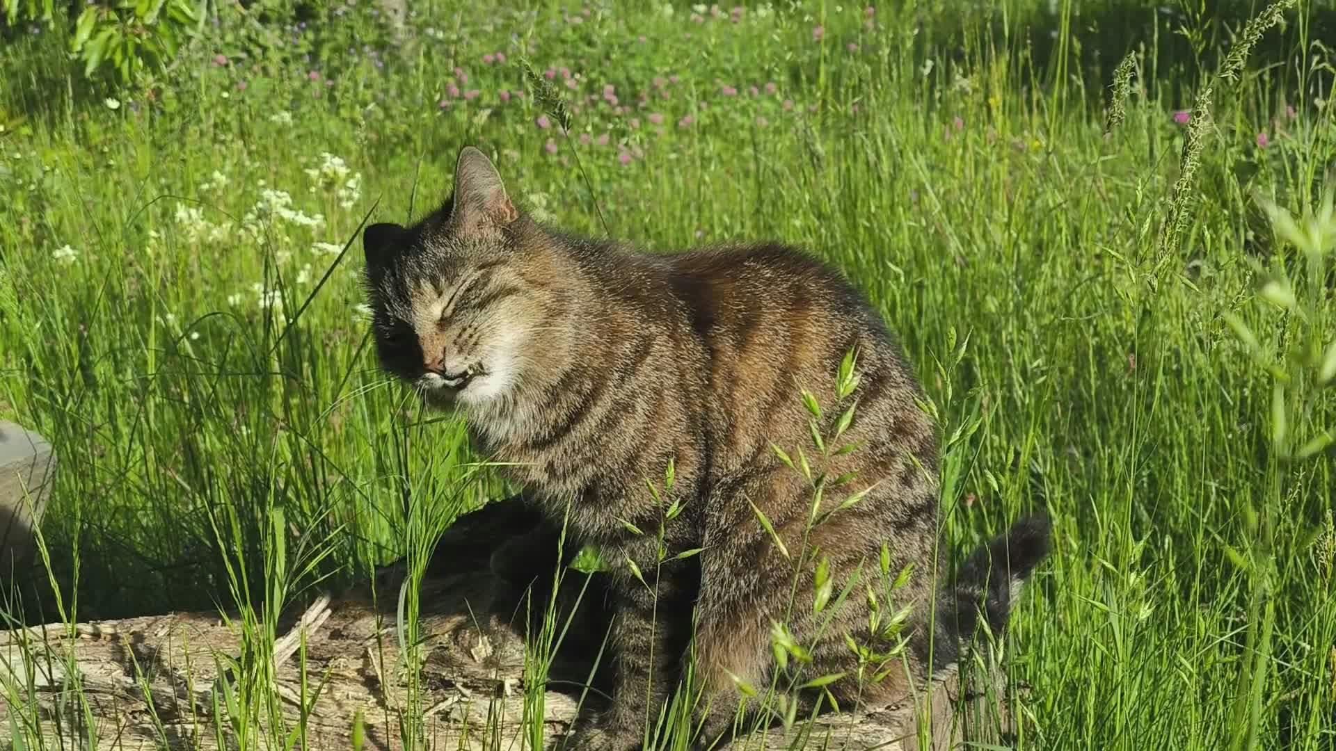 Cat Exploding Videos, Download The BEST Free 4k Stock Video Footage ...