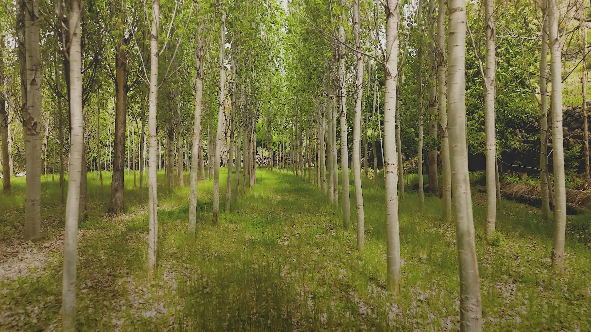 Shade Videos, Download The BEST Free 4k Stock Video Footage & Shade HD ...