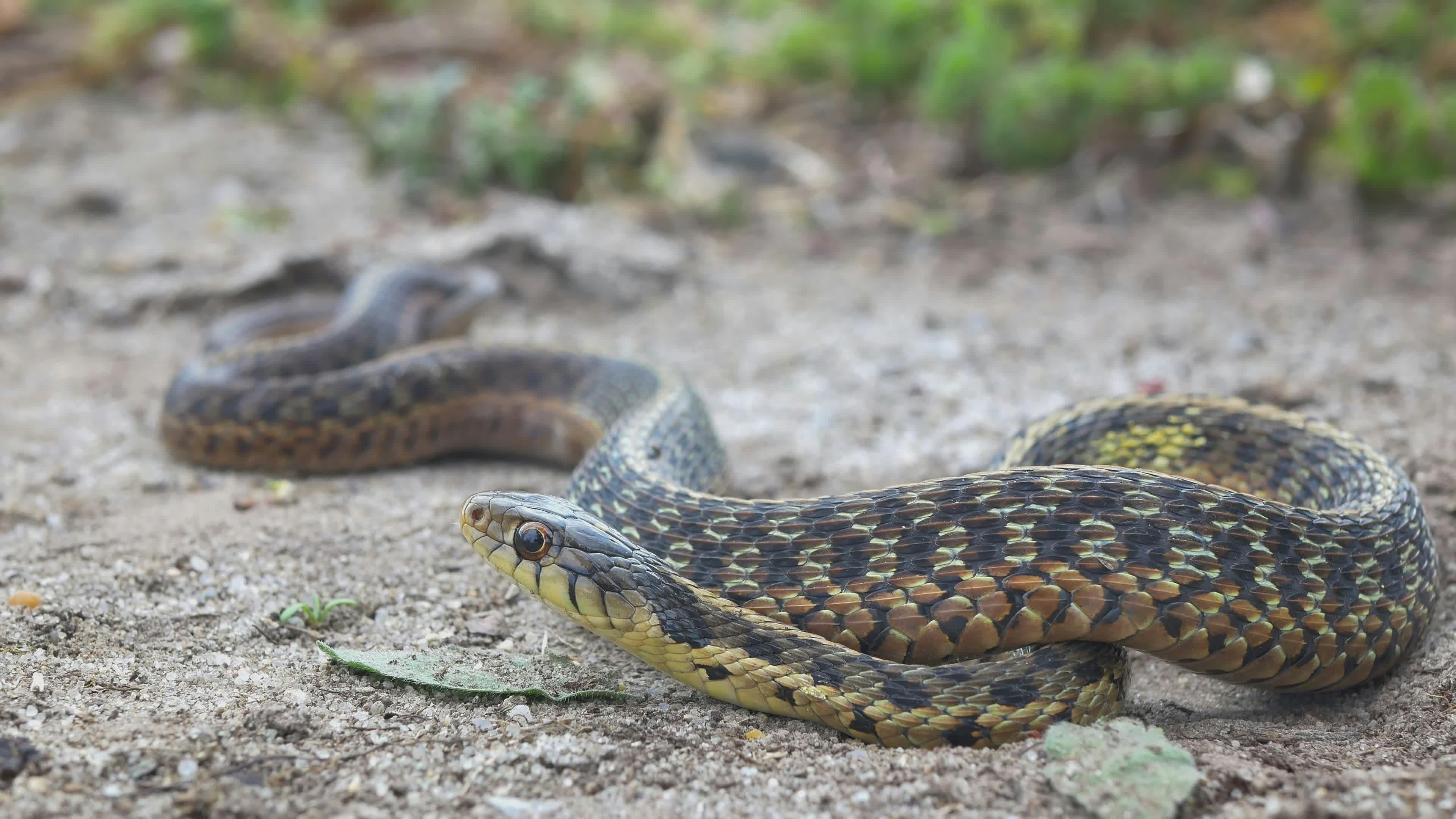Vibrant Garter Snake Slithering Outdoors Free Stock Video Footage ...