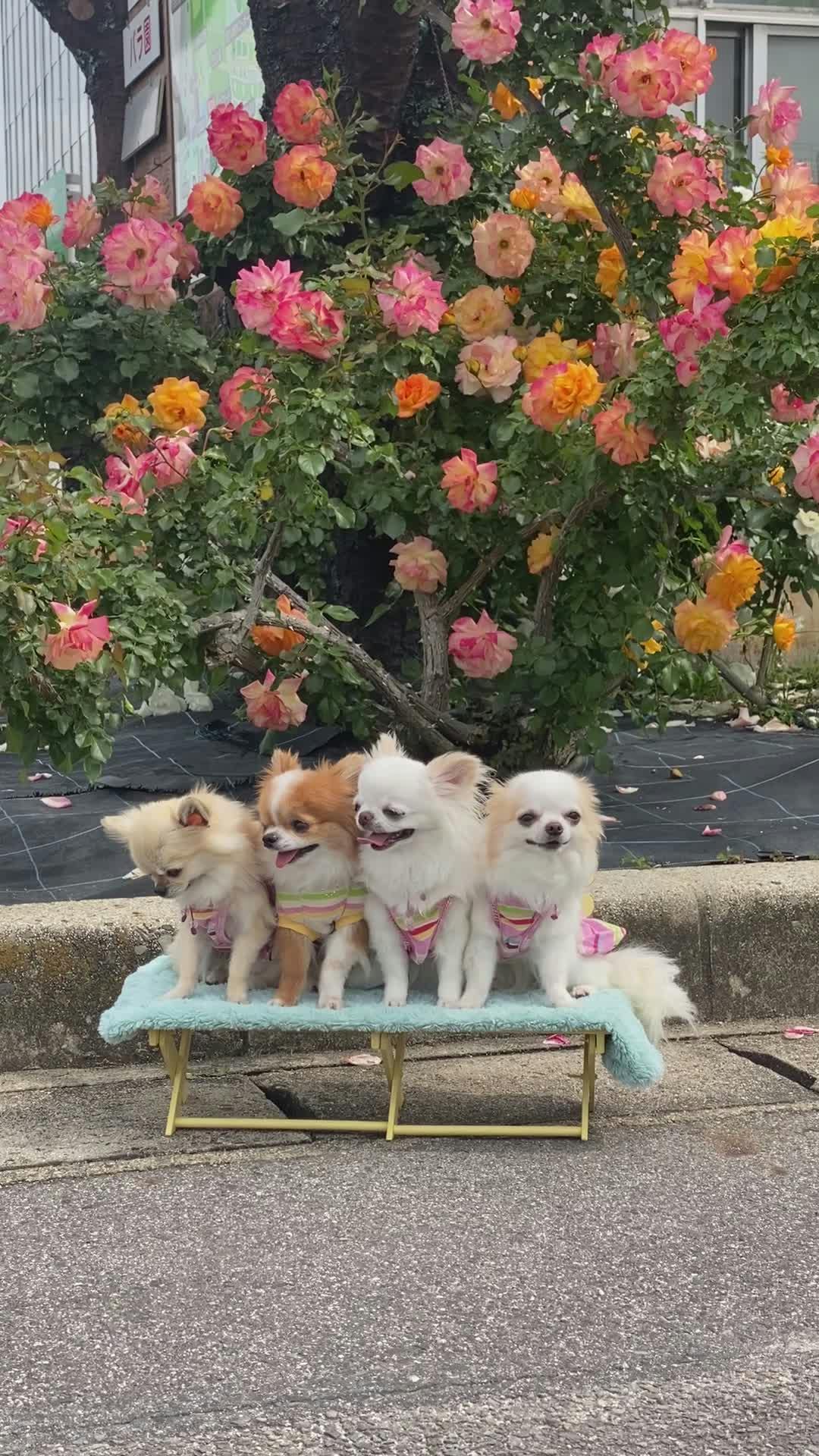 Tien Nguyen - Photography