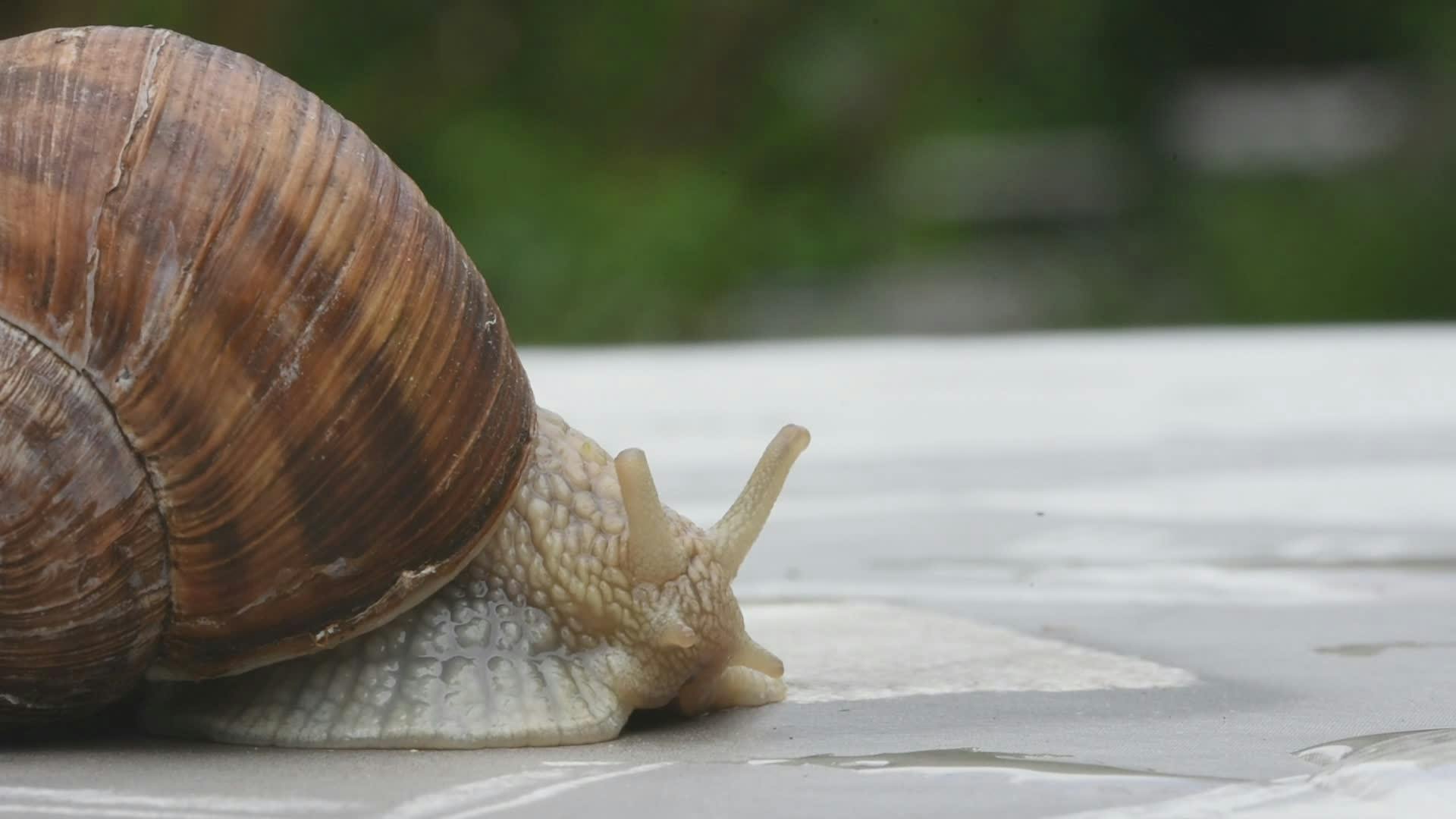 Close-Up Macro View of Crawling Snail Free Stock Video Footage, Royalty ...