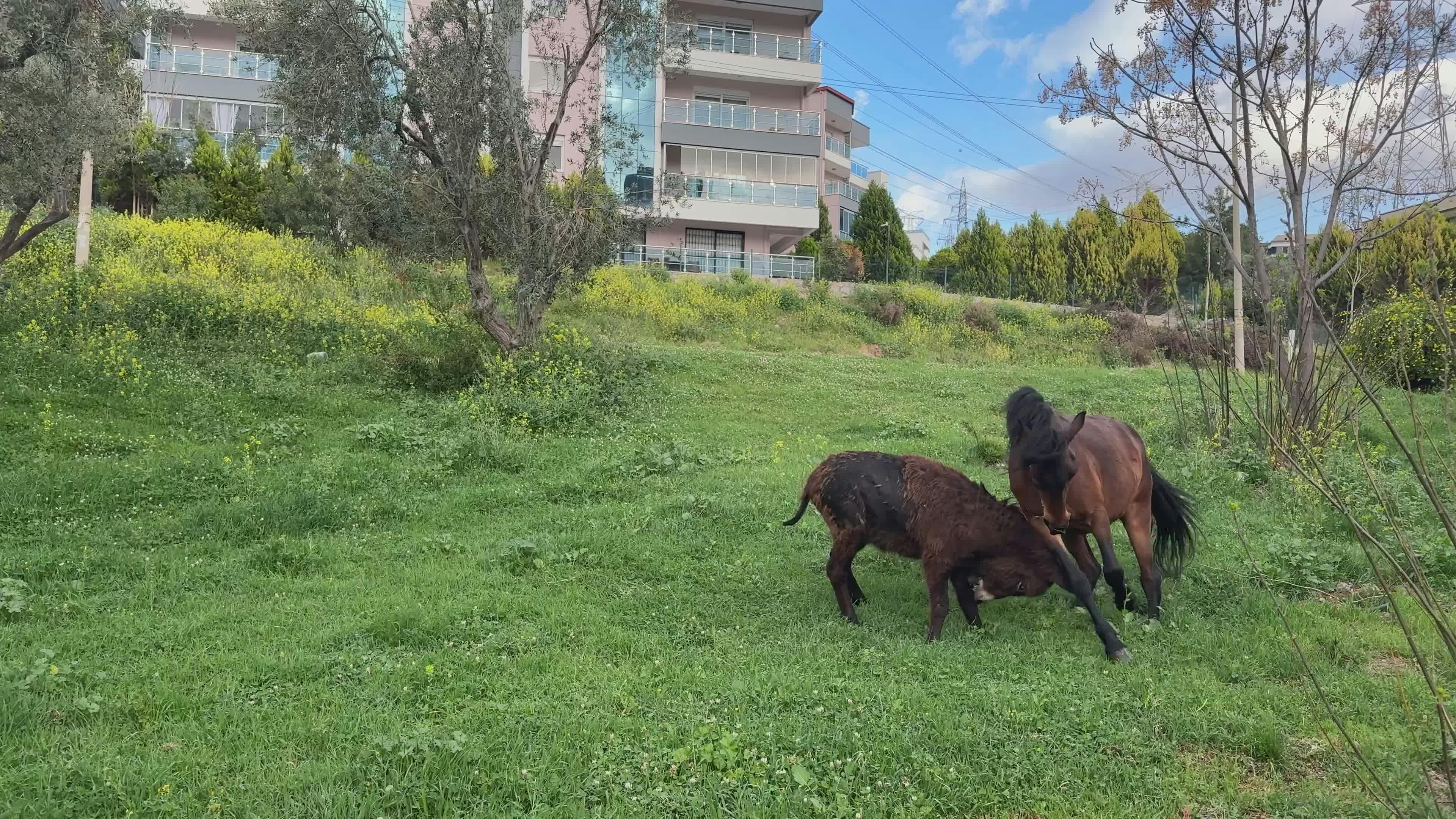 A Horse Videos, Download The BEST Free 4k Stock Video Footage & A Horse ...