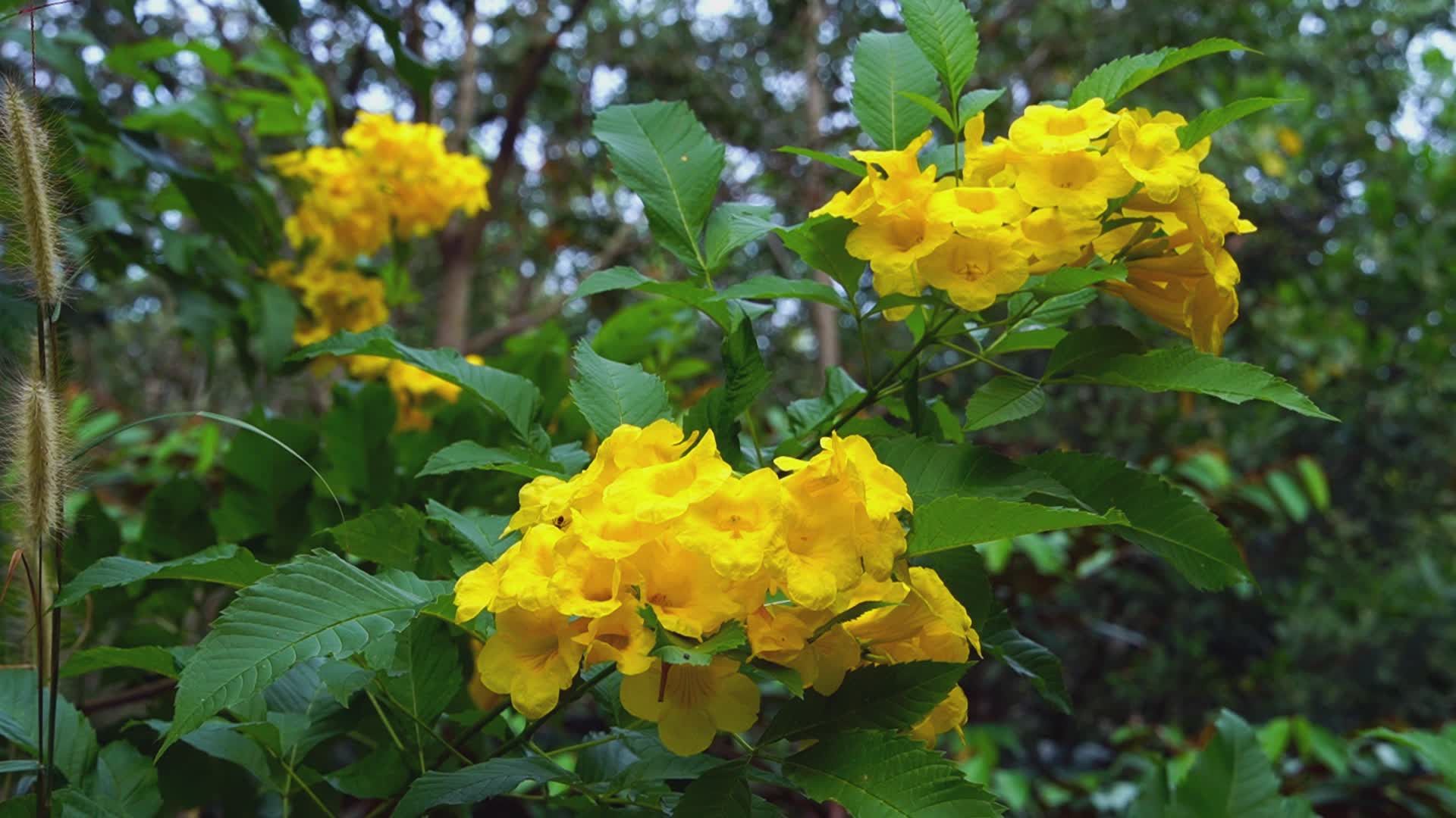 Vivid Yellow Flowers in Lush Greenery Free Stock Video Footage, Royalty ...