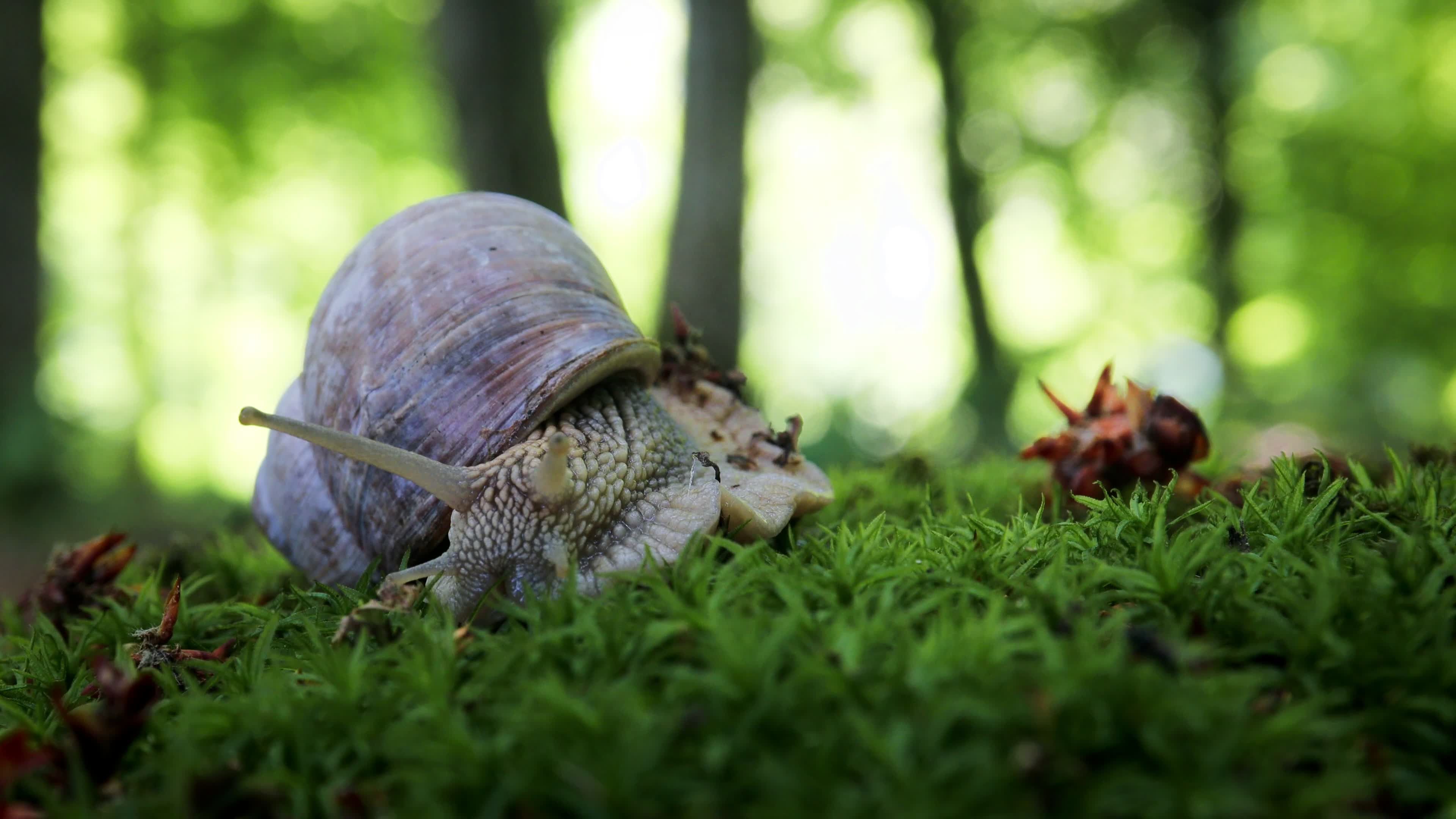 Tiny Sheen Videos, Download The BEST Free 4k Stock Video Footage & Tiny ...