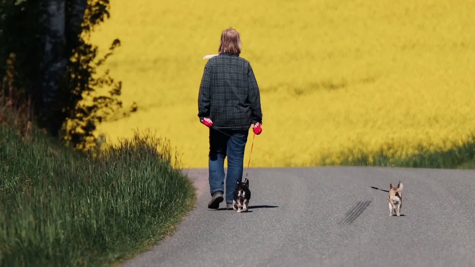 Videos Pixabay Videos, Download The BEST Free 4k Stock Video Footage ...