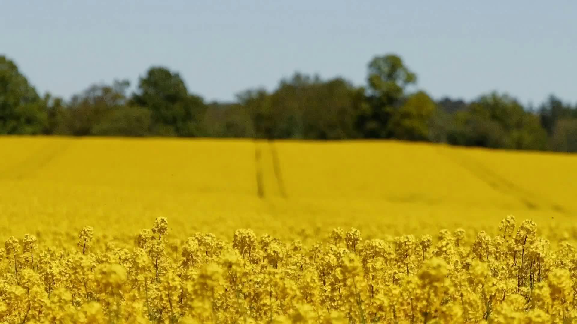 Frame Flowers 4k Videos, Download The BEST Free 4k Stock Video Footage ...