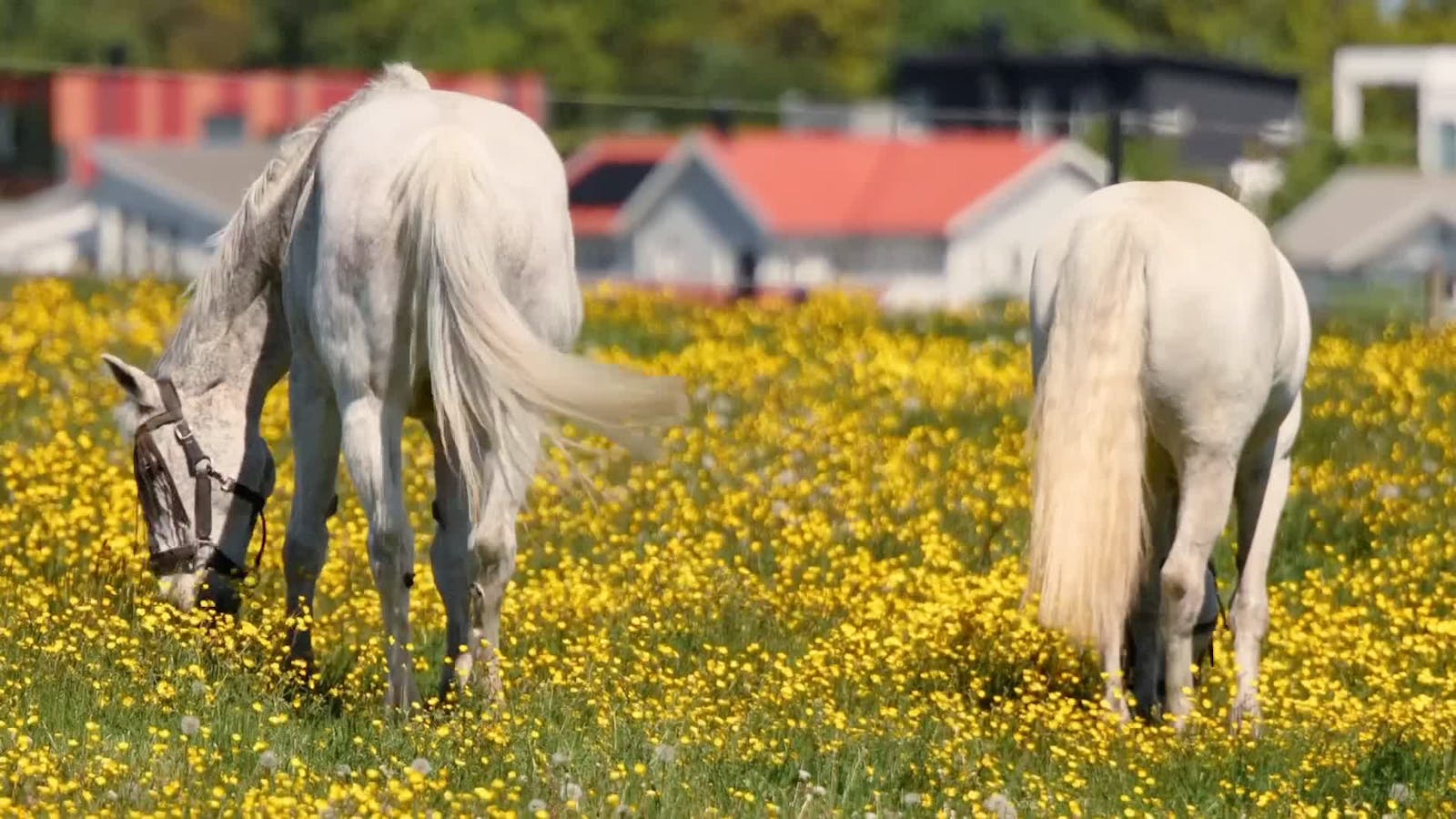 Videos Pixabay Videos, Download The BEST Free 4k Stock Video Footage ...